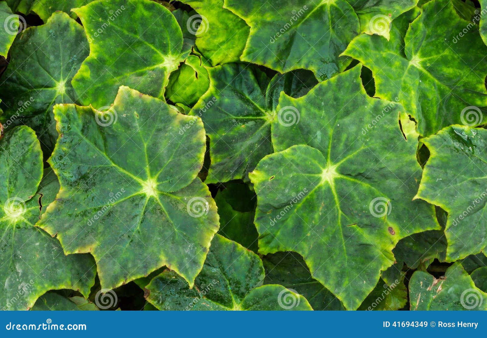 Deep Green Leaves stock image. Image of natural, leaf - 41694349