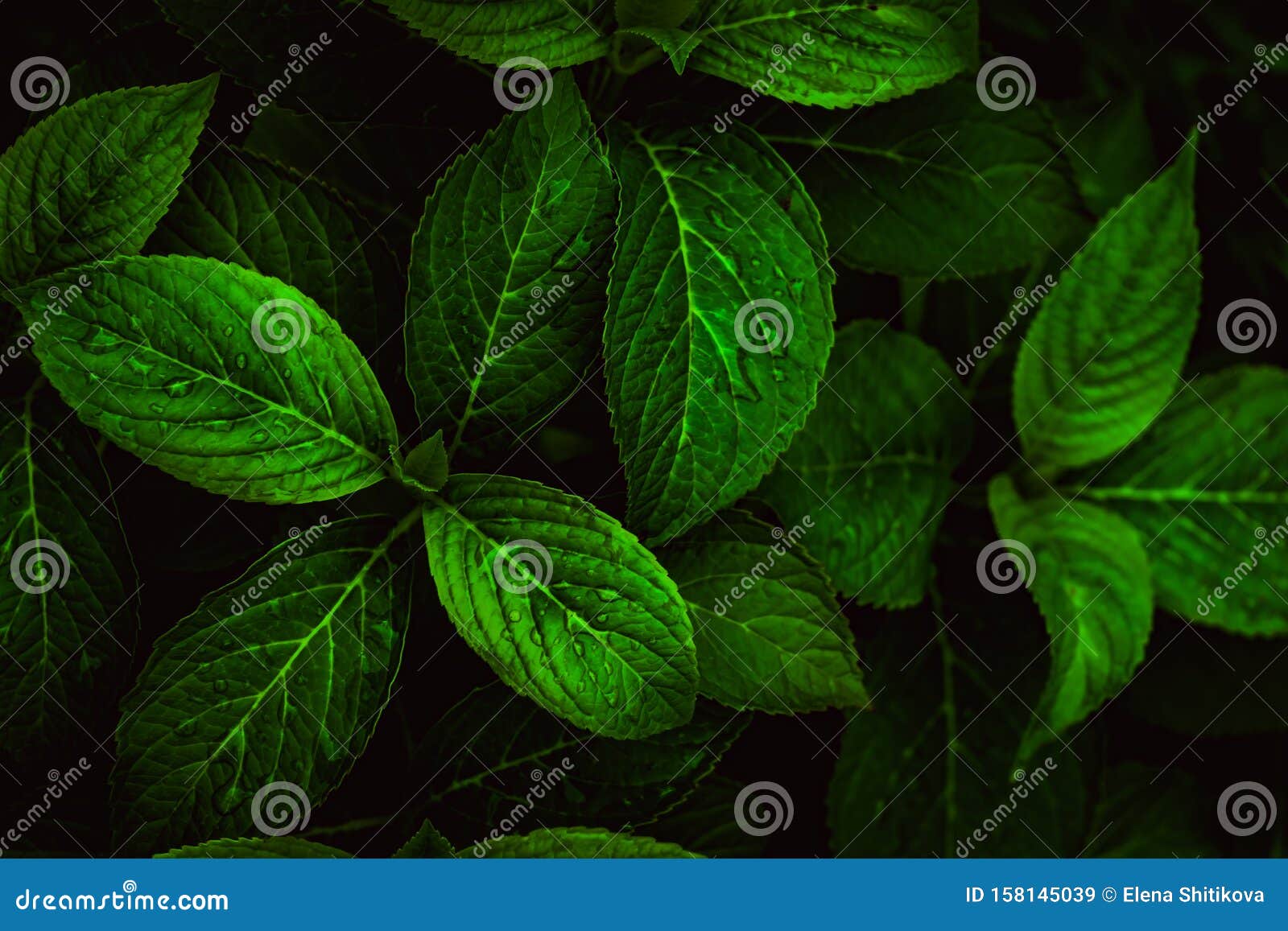 Deep Green Leaves with Raindrops. Natural Green Background. Stock Image ...