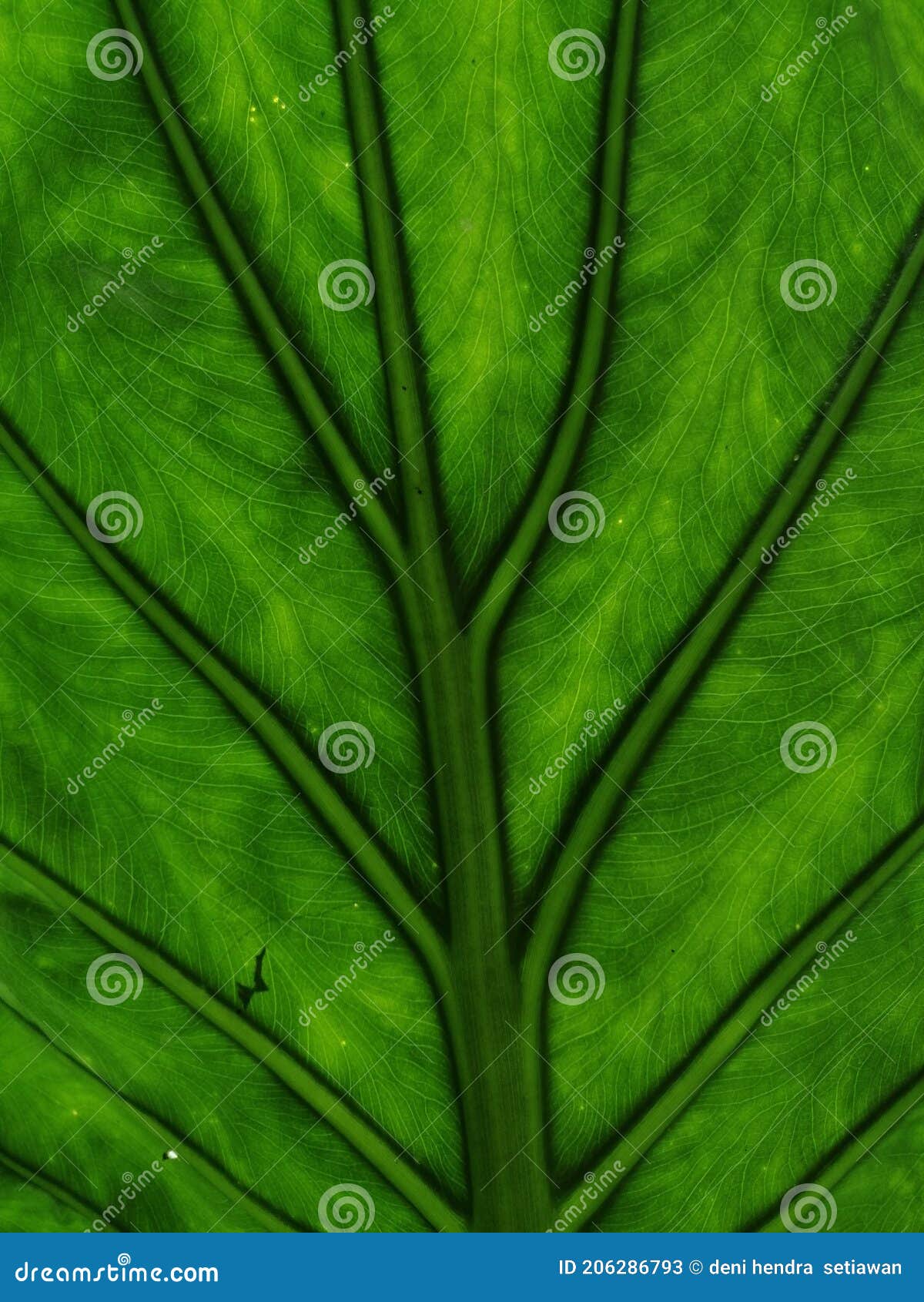 Deep Green Taro Leaf Texture Stock Image - Image of nature, texture ...