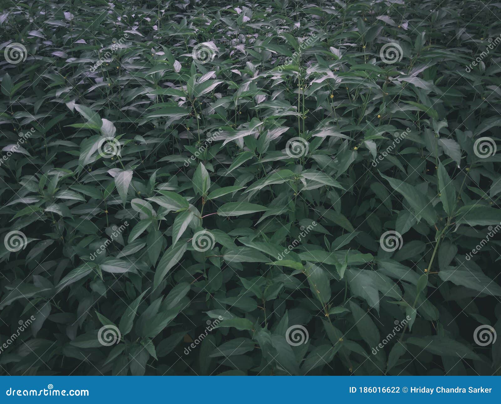Deep Green Texture Leaves Background. Stock Photo - Image of deep ...