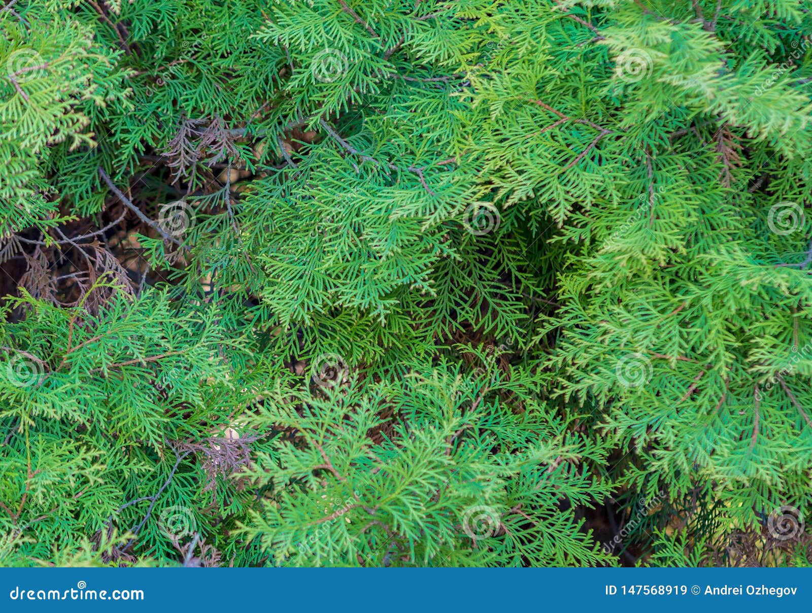 Deep Green Thuja Tree Branches Stock Image - Image of forest, cedar ...