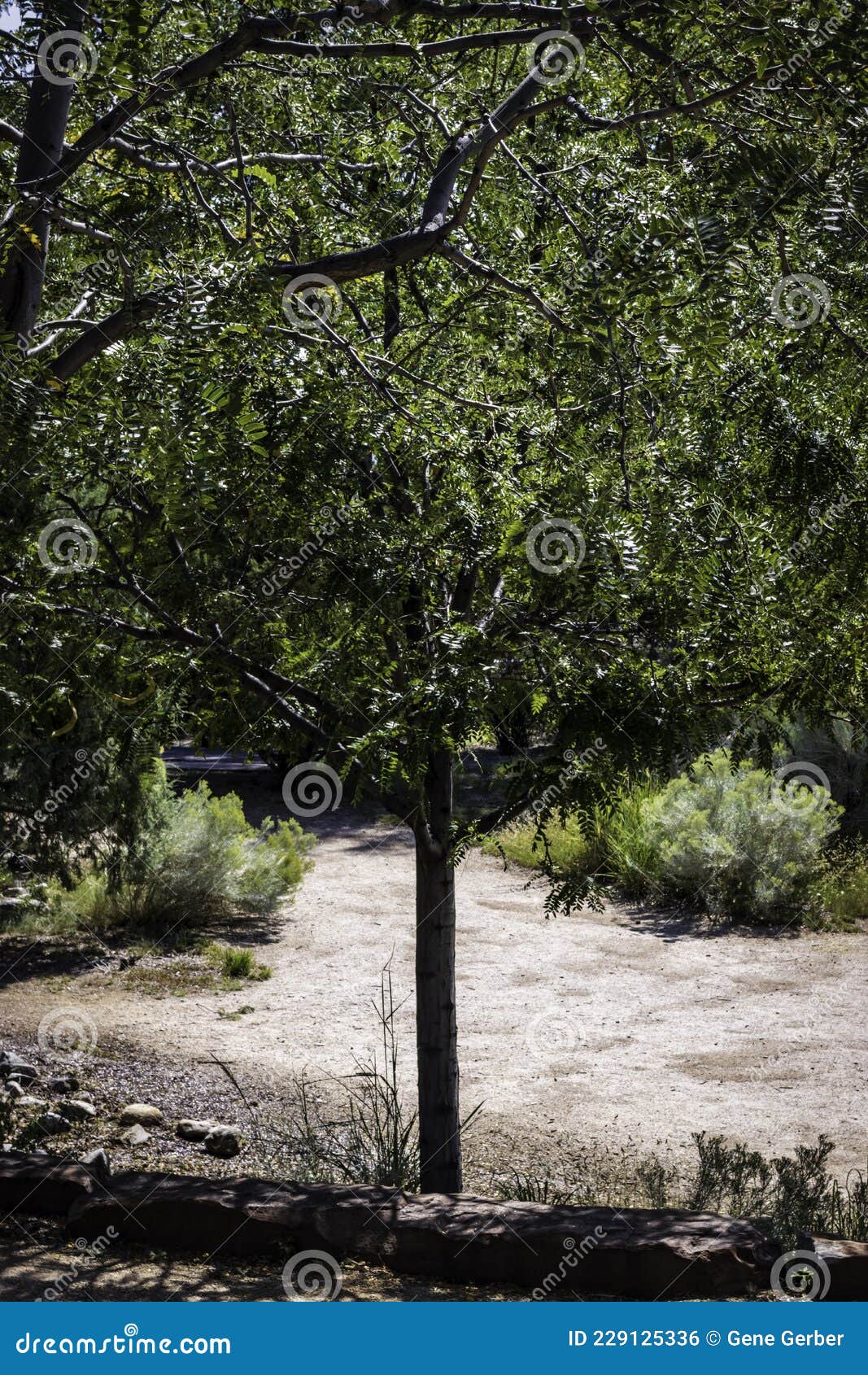 Deep Green Tree stock photo. Image of dark, wooded, woods - 229125336