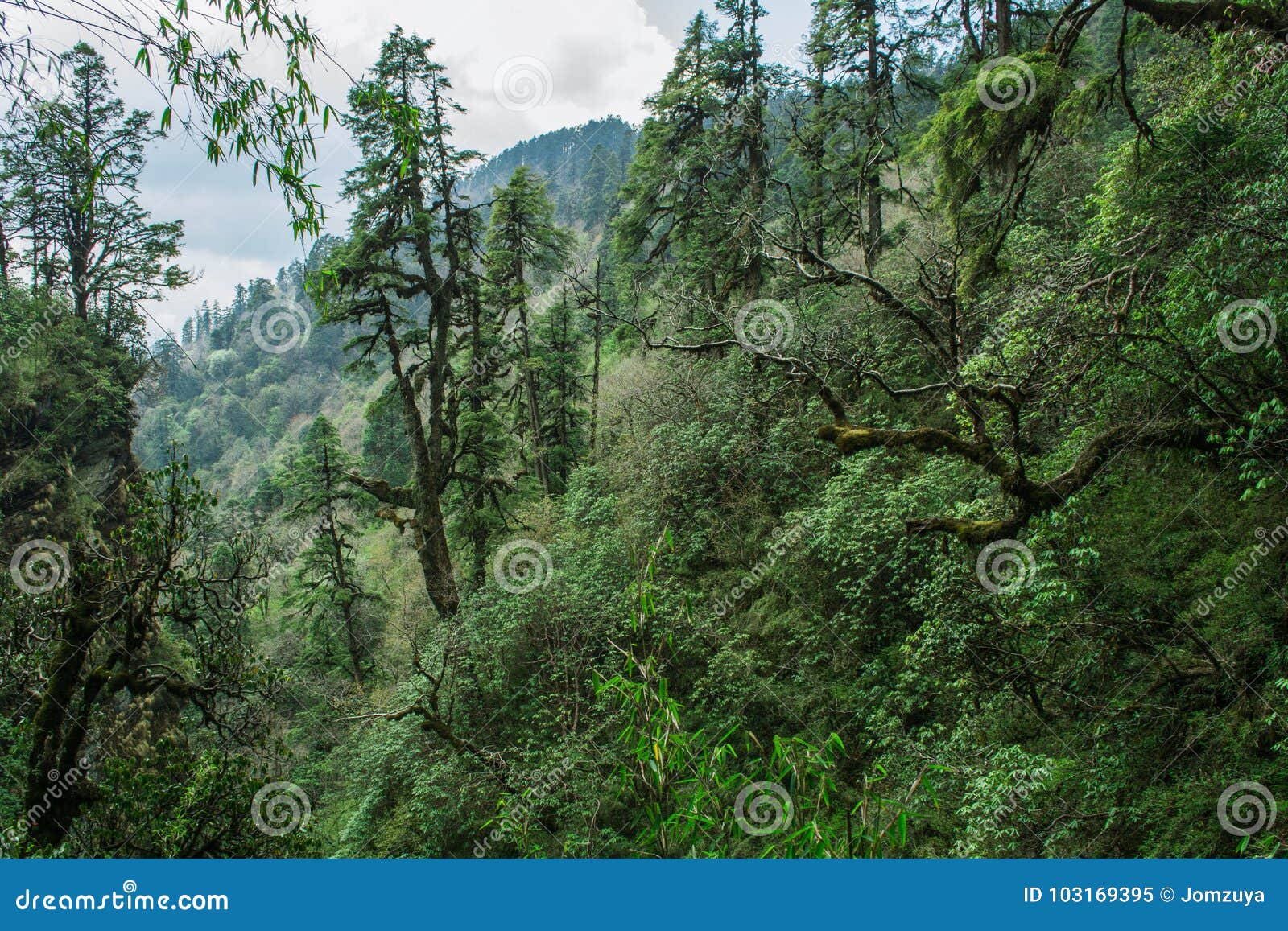 Deep High Forest in the Mountain Stock Image - Image of green, jungle ...