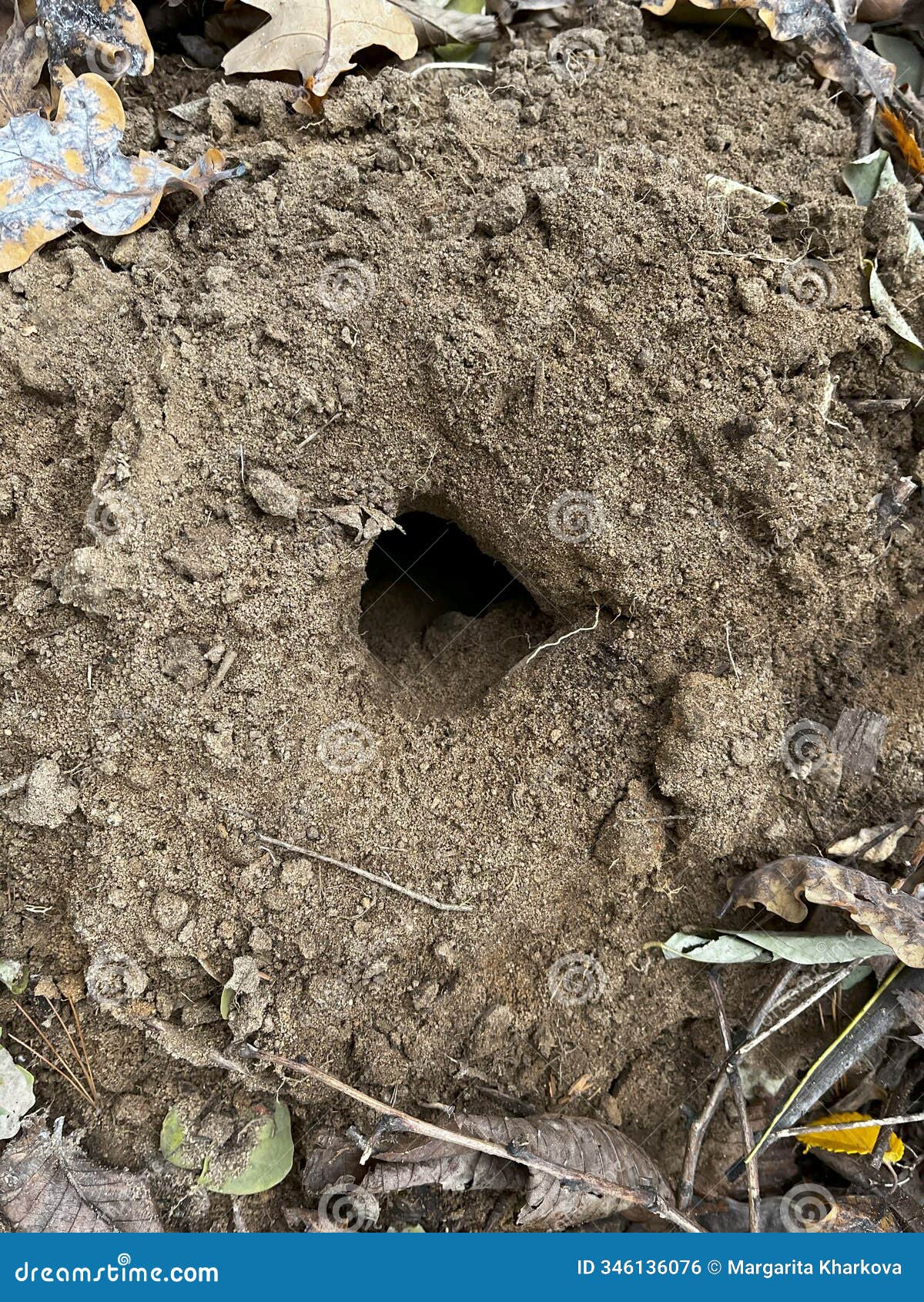 Deep Burrow Of A Wolf Spider In The Ground. Lycosidae, Hogna. Spain ...