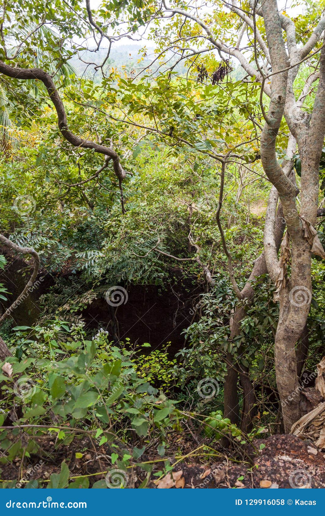 Deep Hole on the Ground in the Middle of Jungle Stock Photo - Image of ...