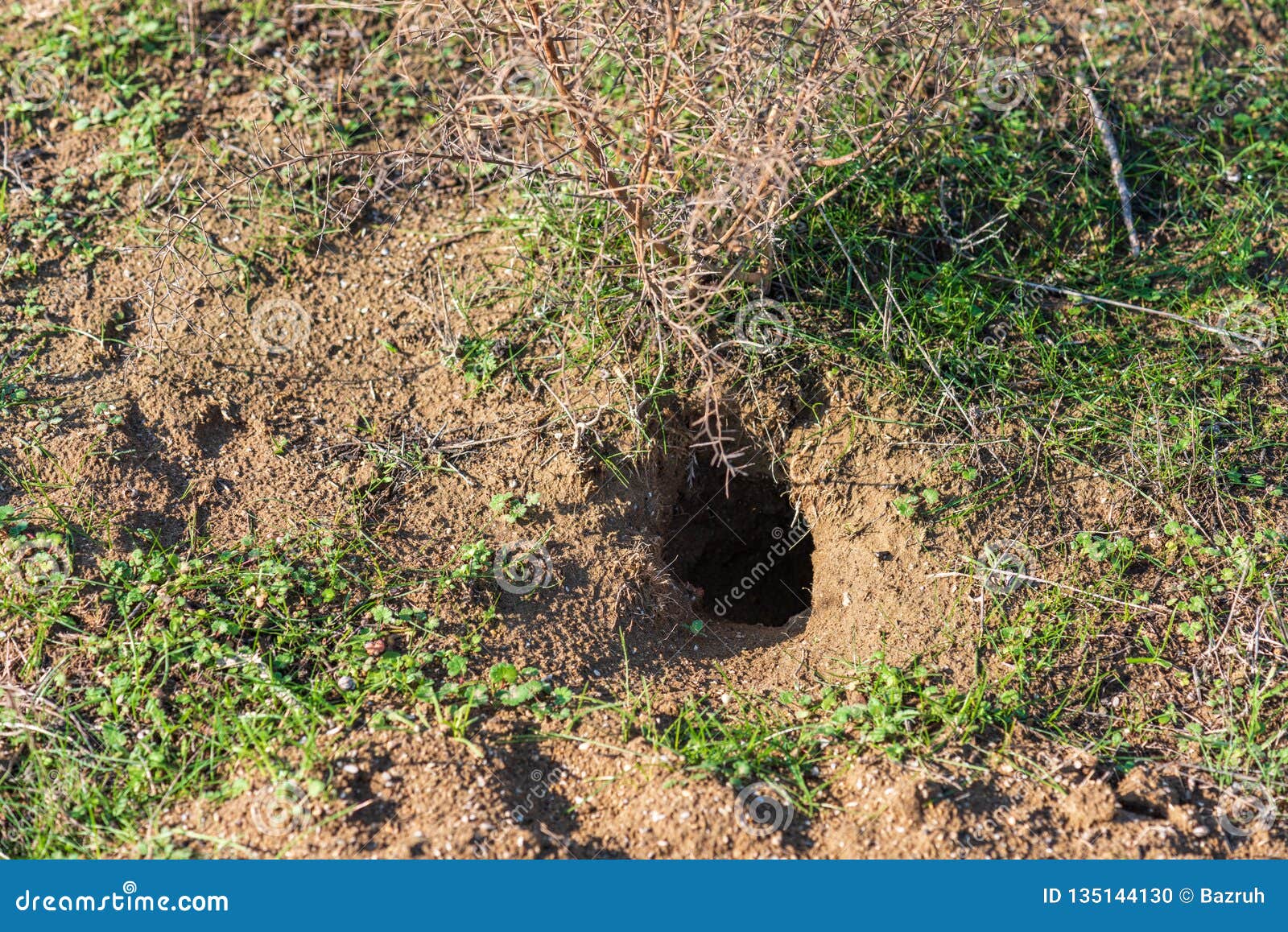 Deep Hole of a Wild Animal in Ground Stock Photo - Image of dangerous ...