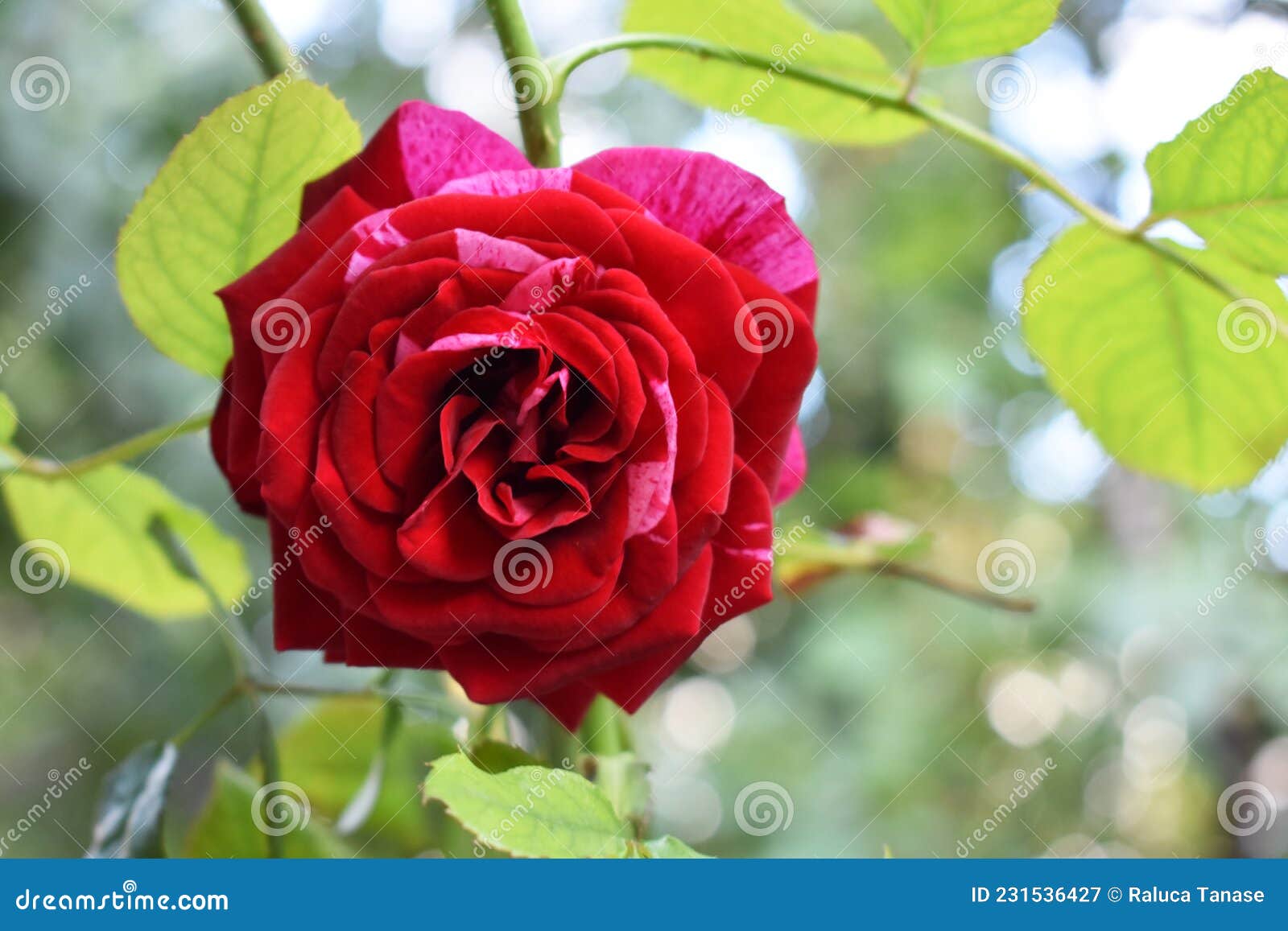 Deep Impression rose stock image. Image of outdoor, variety - 231536427