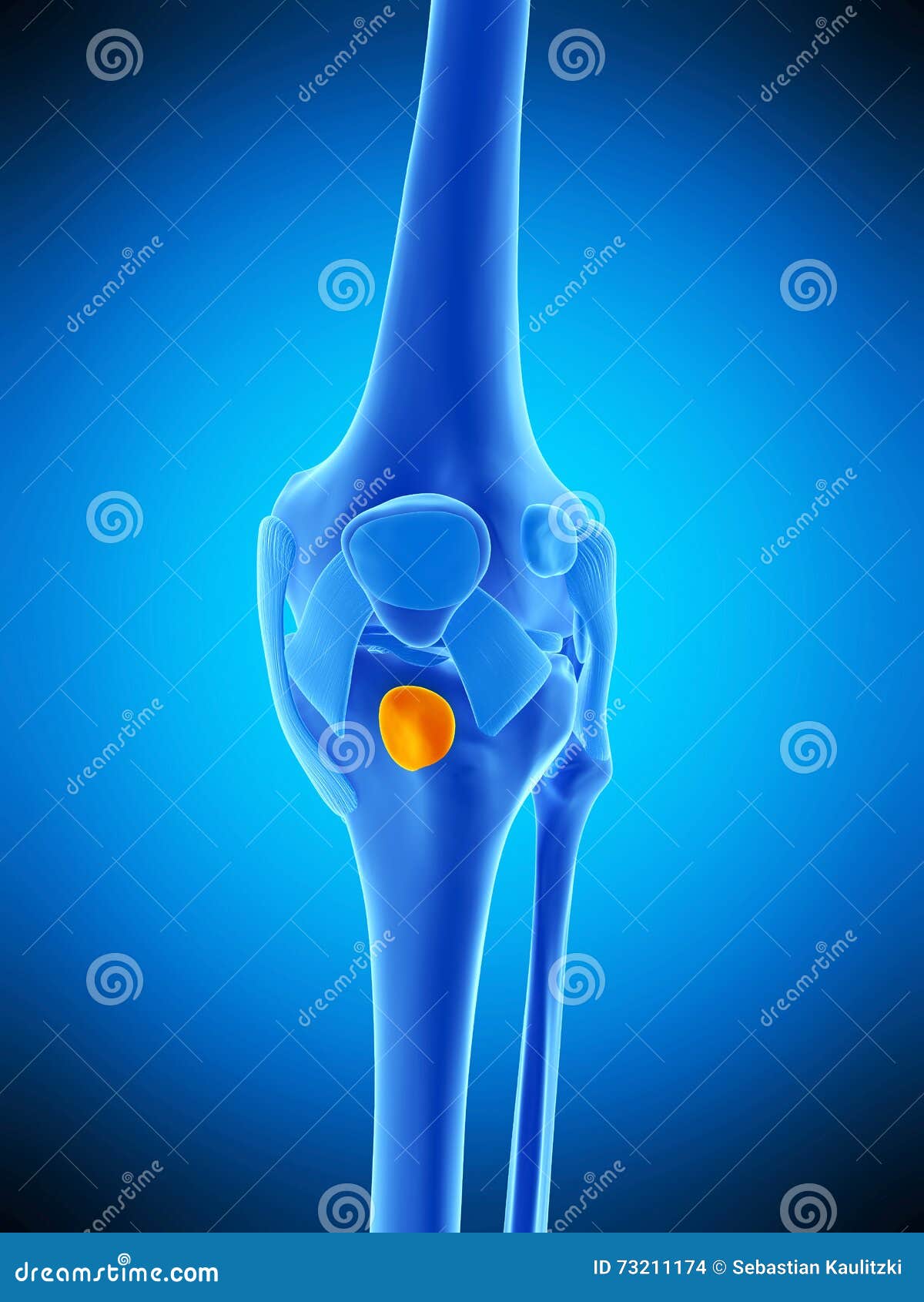 The Deep Infrapatellar Bursa Stock Illustration - Illustration of ...