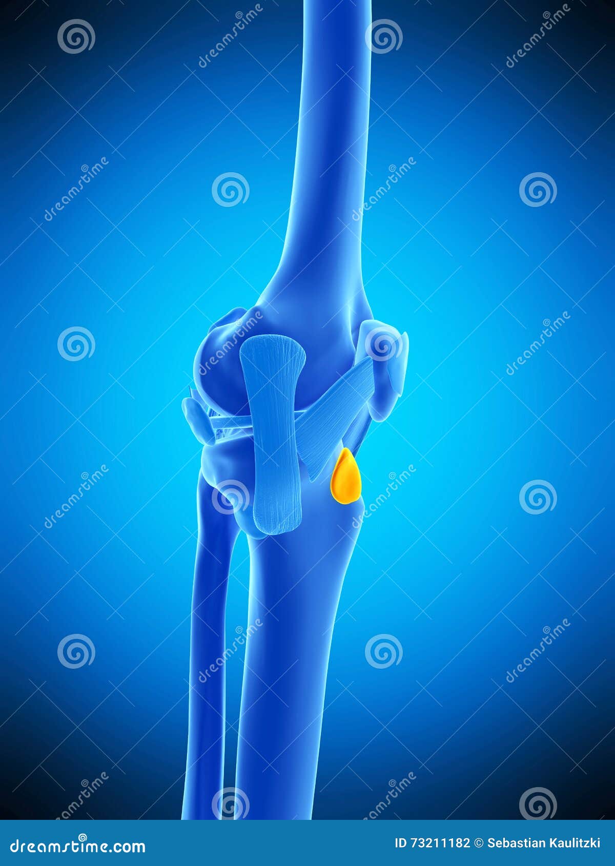 The Deep Infrapatellar Bursa Stock Illustration - Illustration of ...