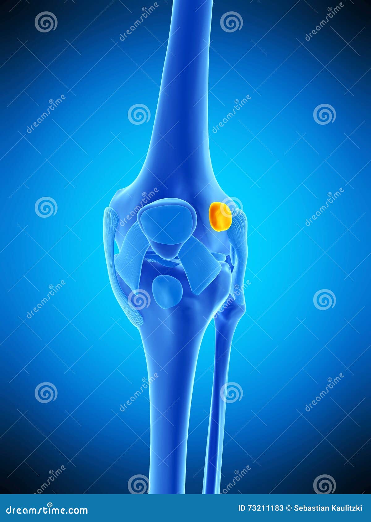 The Deep Infrapatellar Bursa Stock Illustration - Illustration of deep ...