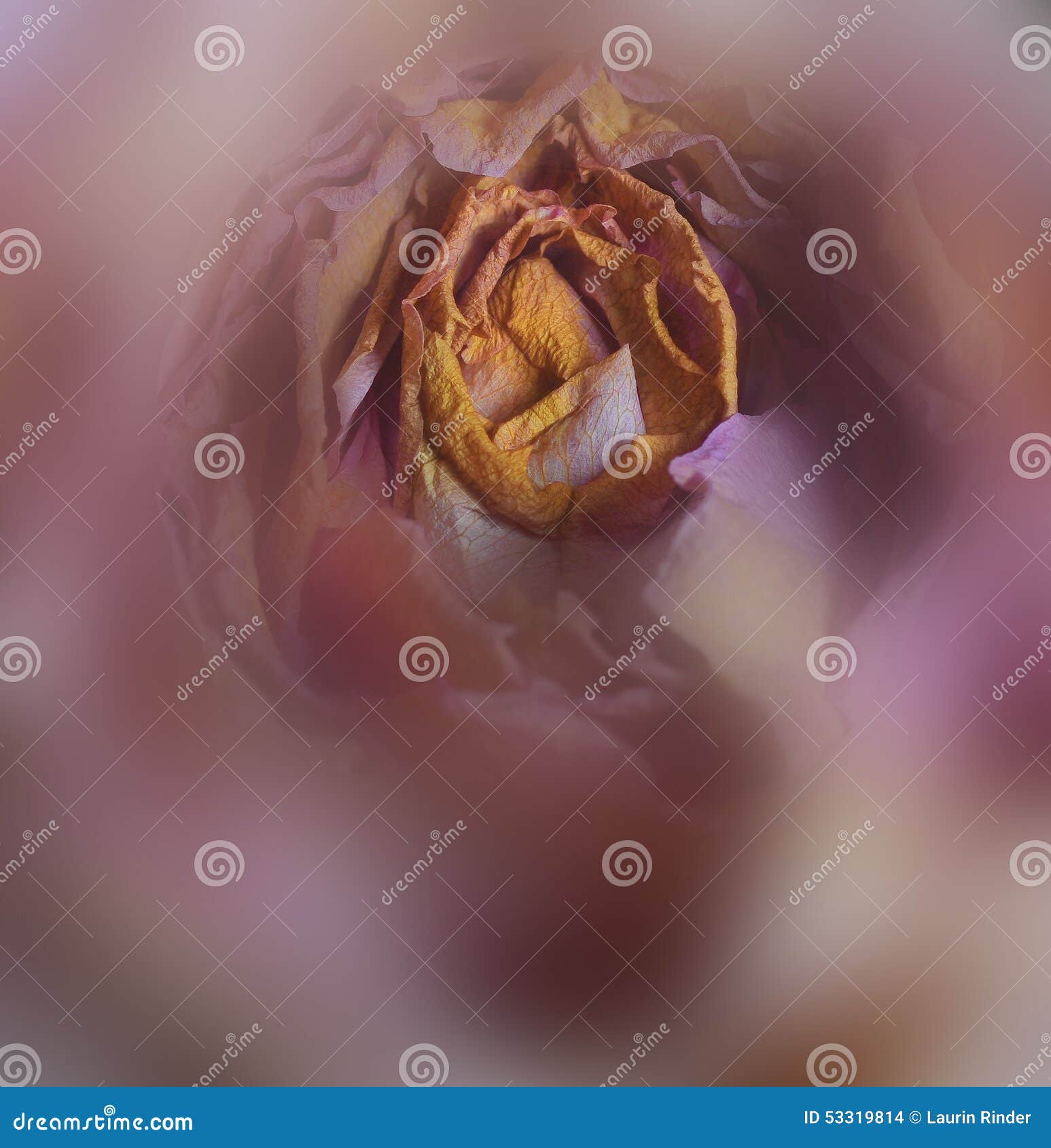 Deep Inside a Beautiful Rose Stock Photo - Image of love, color: 53319814