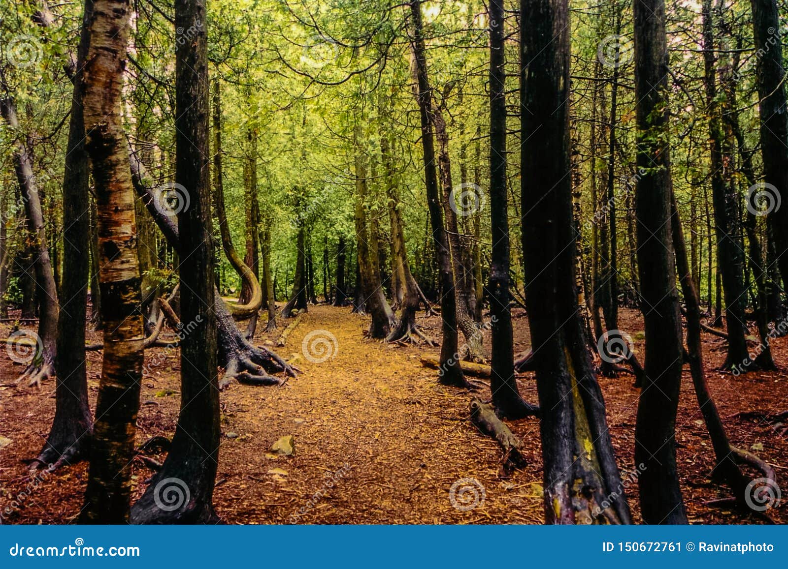 Deep Inside the Forest, Bruce Peninsula, on, Canada Stock Image - Image ...