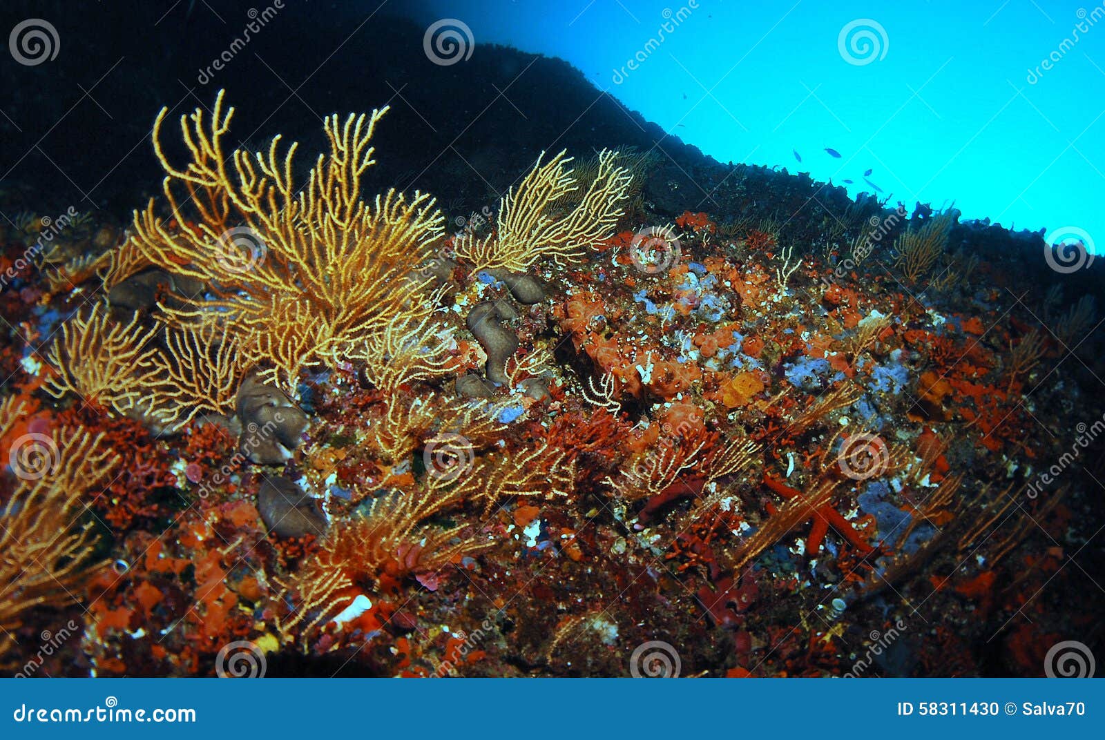 Deep landscape stock photo. Image of coelenterate, atromaculata - 58311430