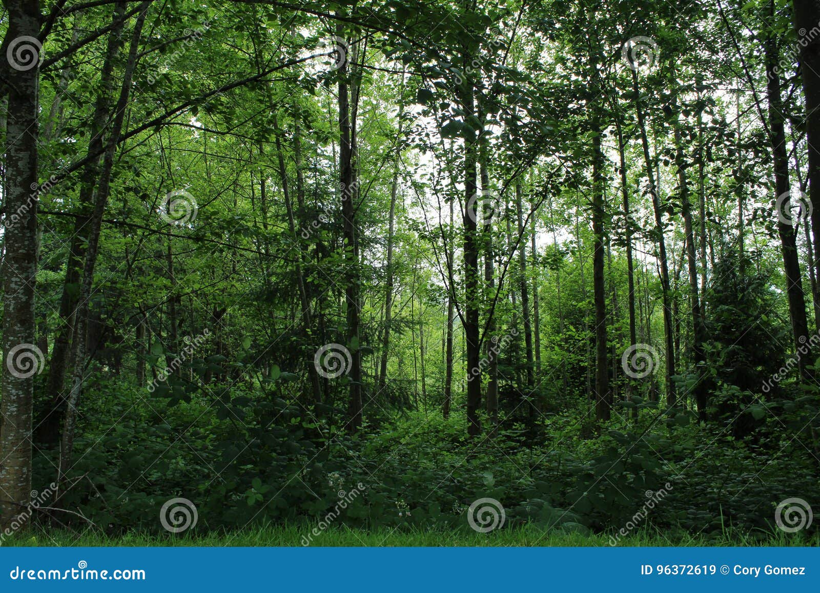Deep Lush Green Washington Forest Stock Image - Image of bushes, grass ...