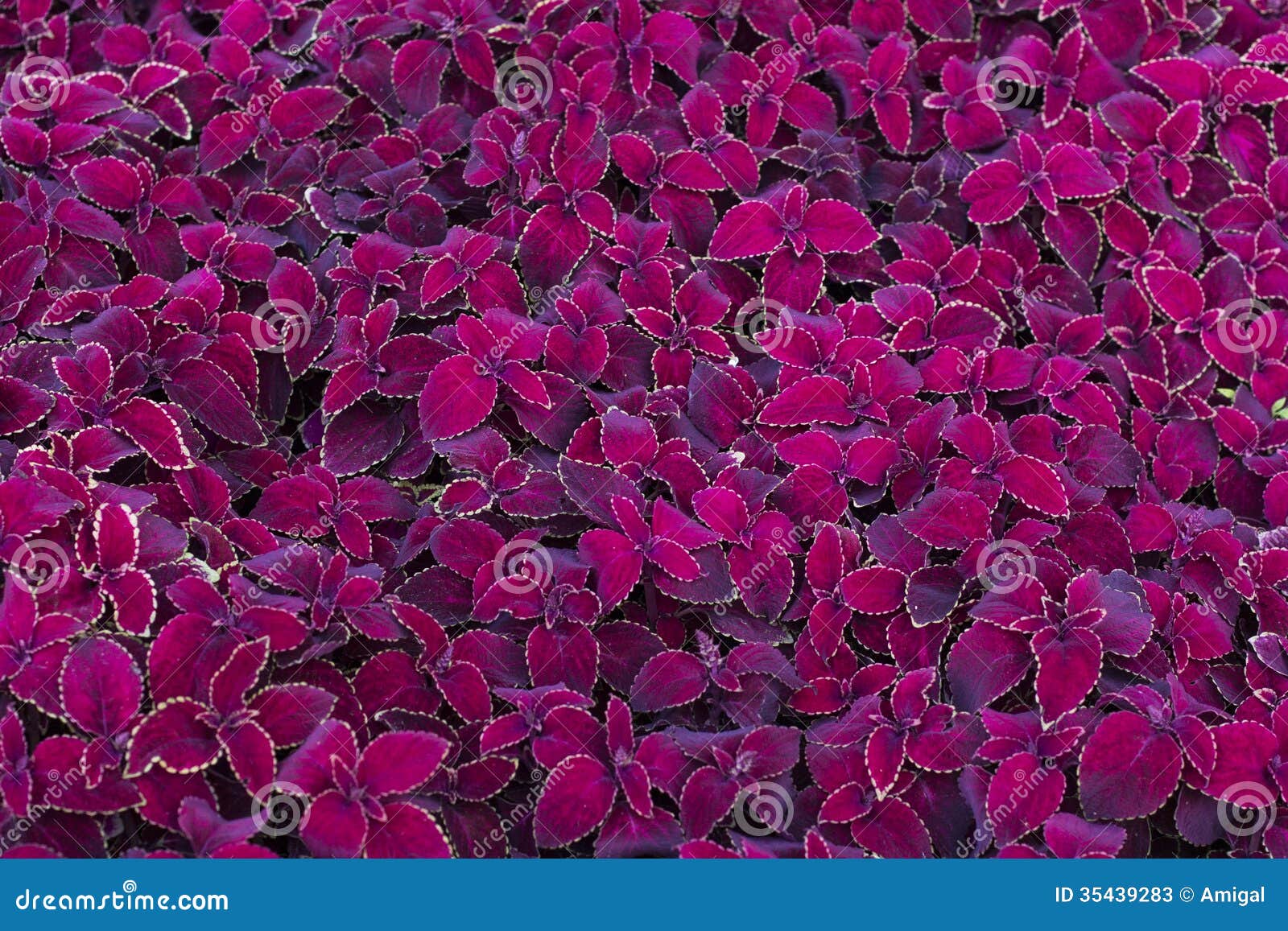 Deep magenta leaves stock image. Image of beauty, healthy - 35439283