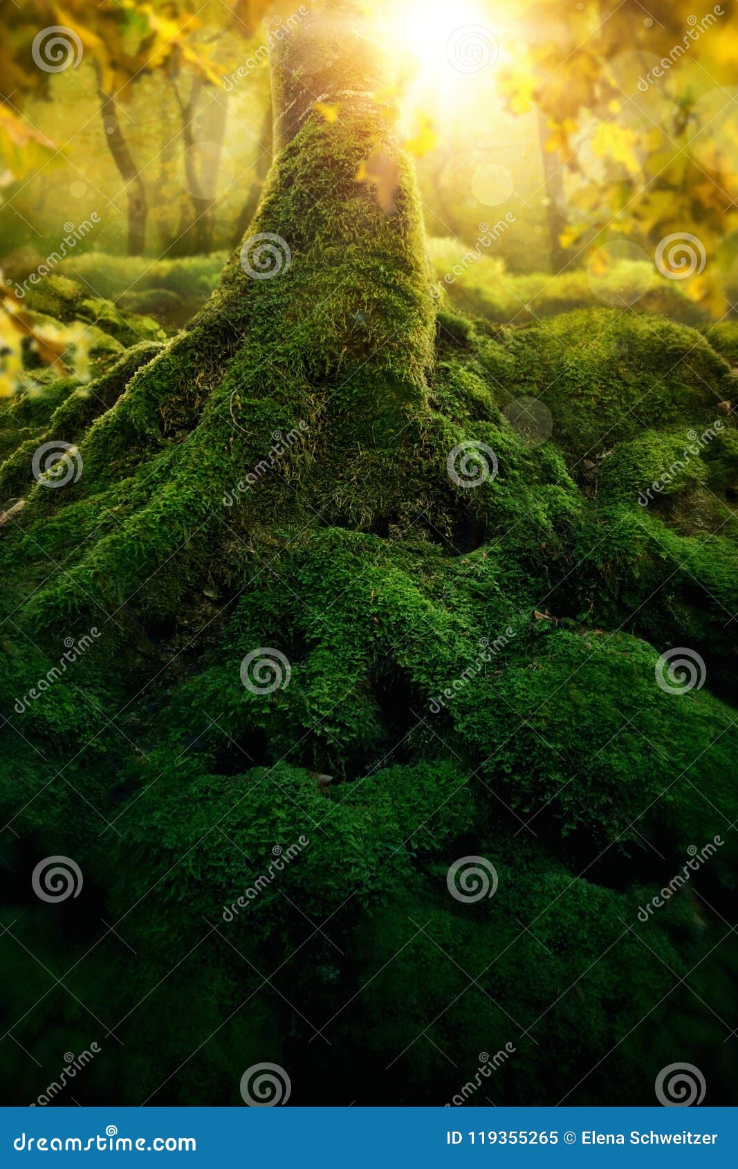 Deep magic forest stock image. Image of bright, imagine - 119355265