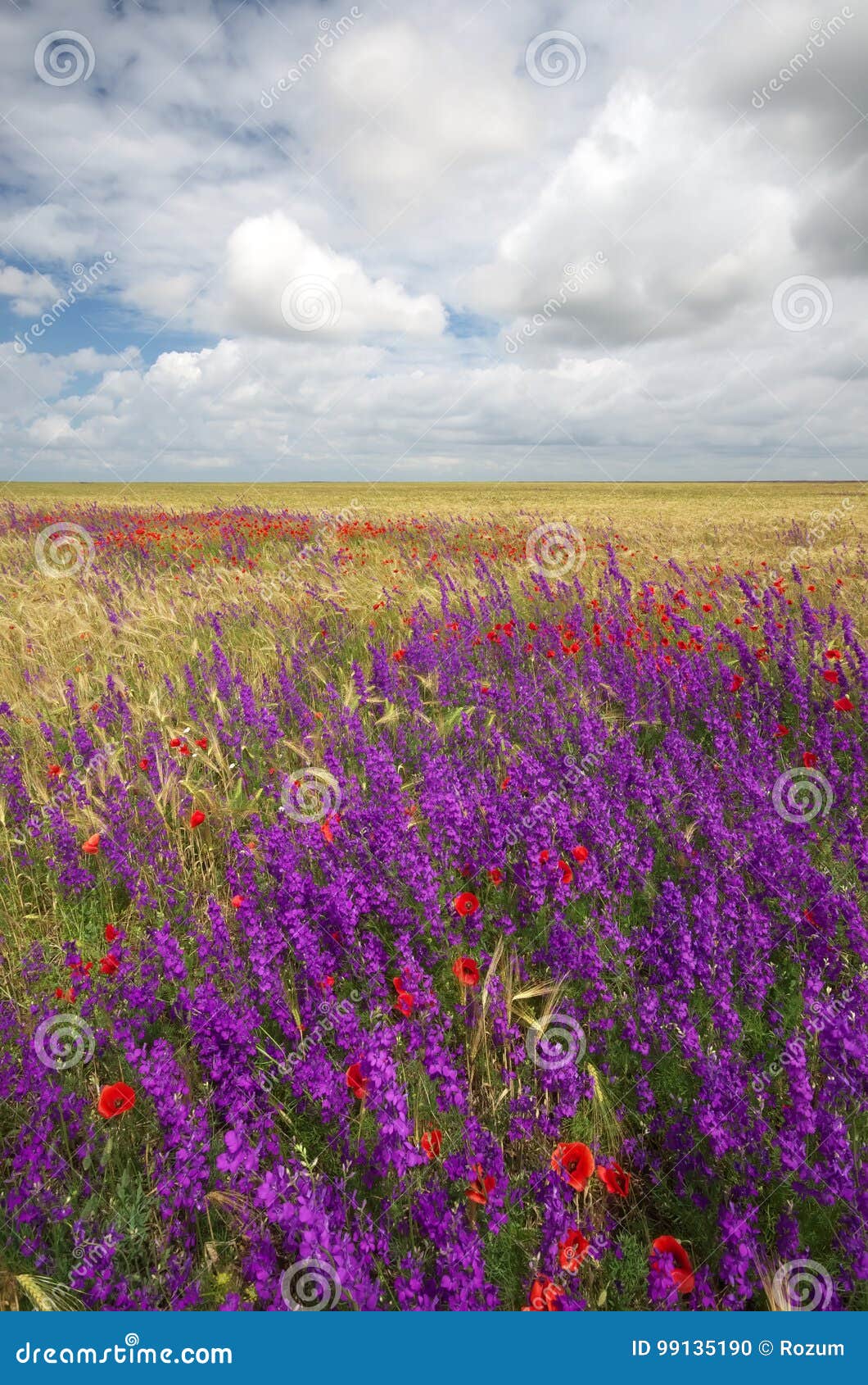 Deep Meadow of Spring Flowers. Stock Photo - Image of natural, light ...