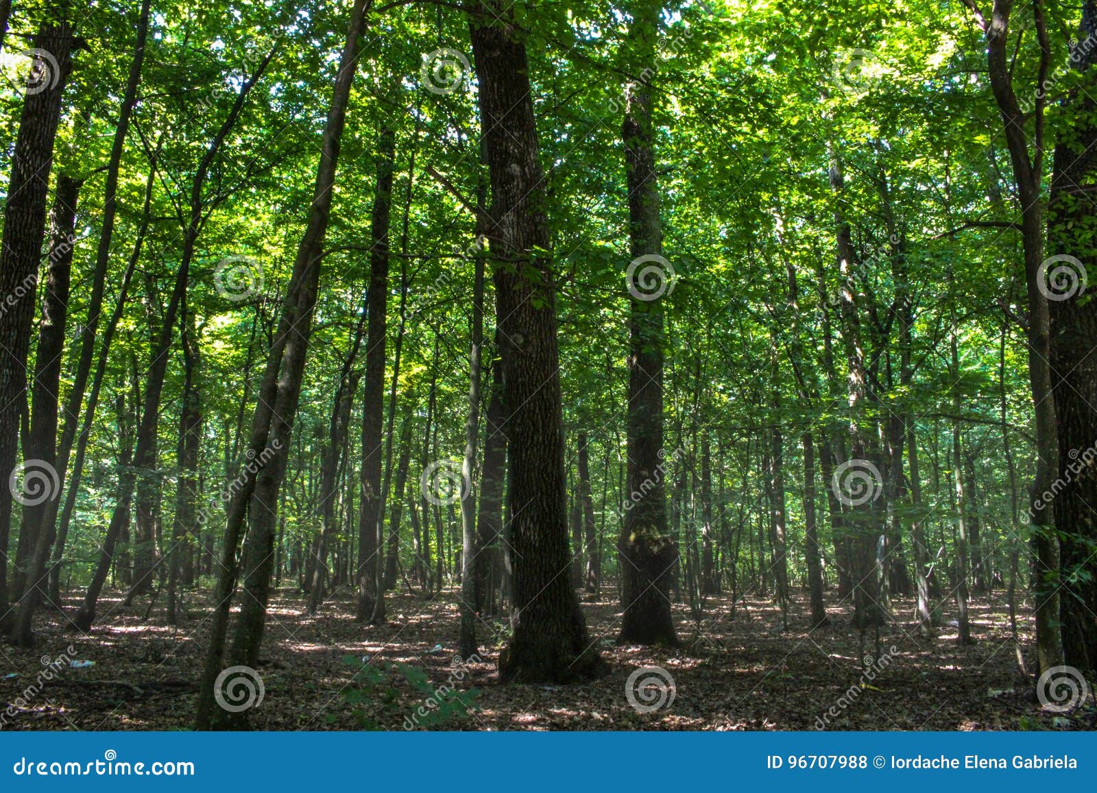 A deep misty forest stock photo. Image of background - 96707988