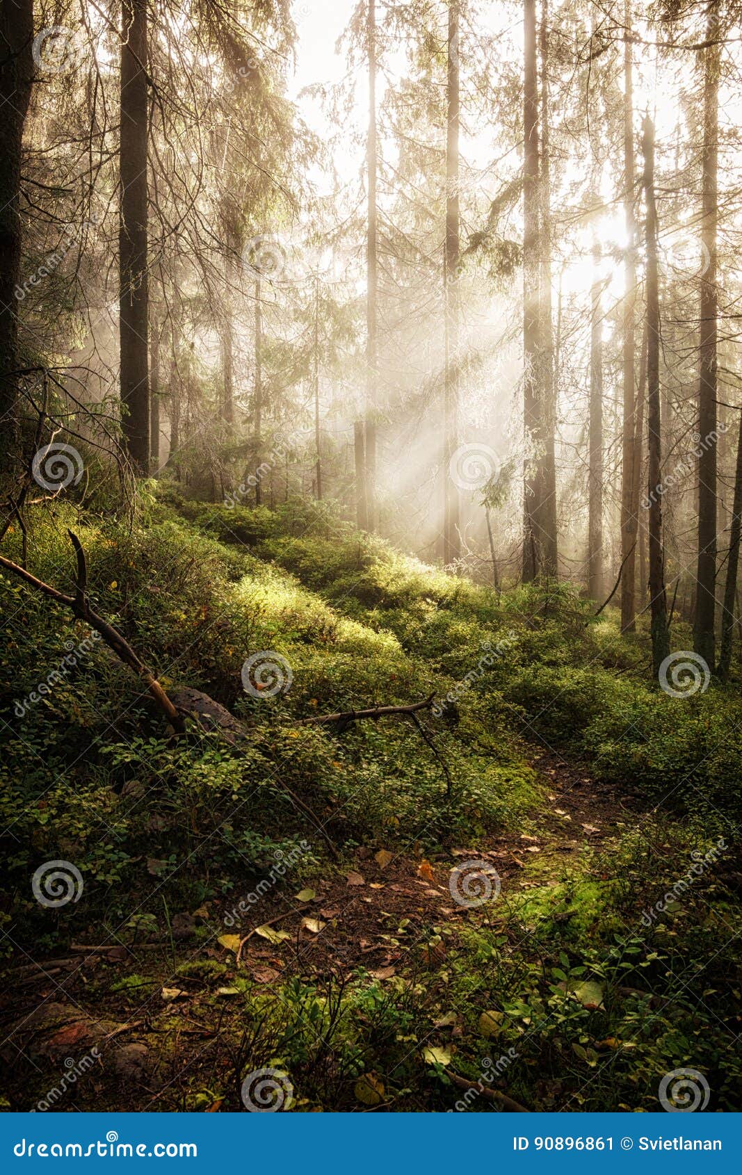 Deep misty forest. stock image. Image of wood, light - 90896861