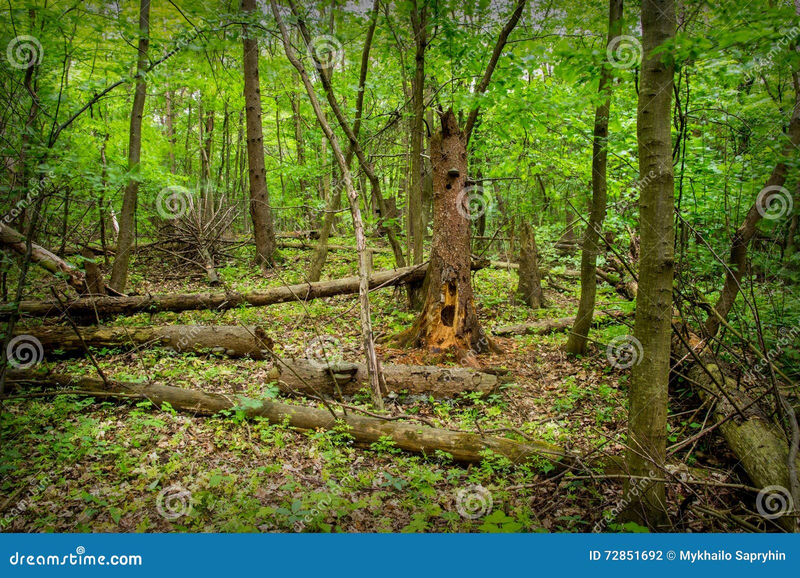 Deep Moss Fores with Plants Stock Photo - Image of primeval, fores ...