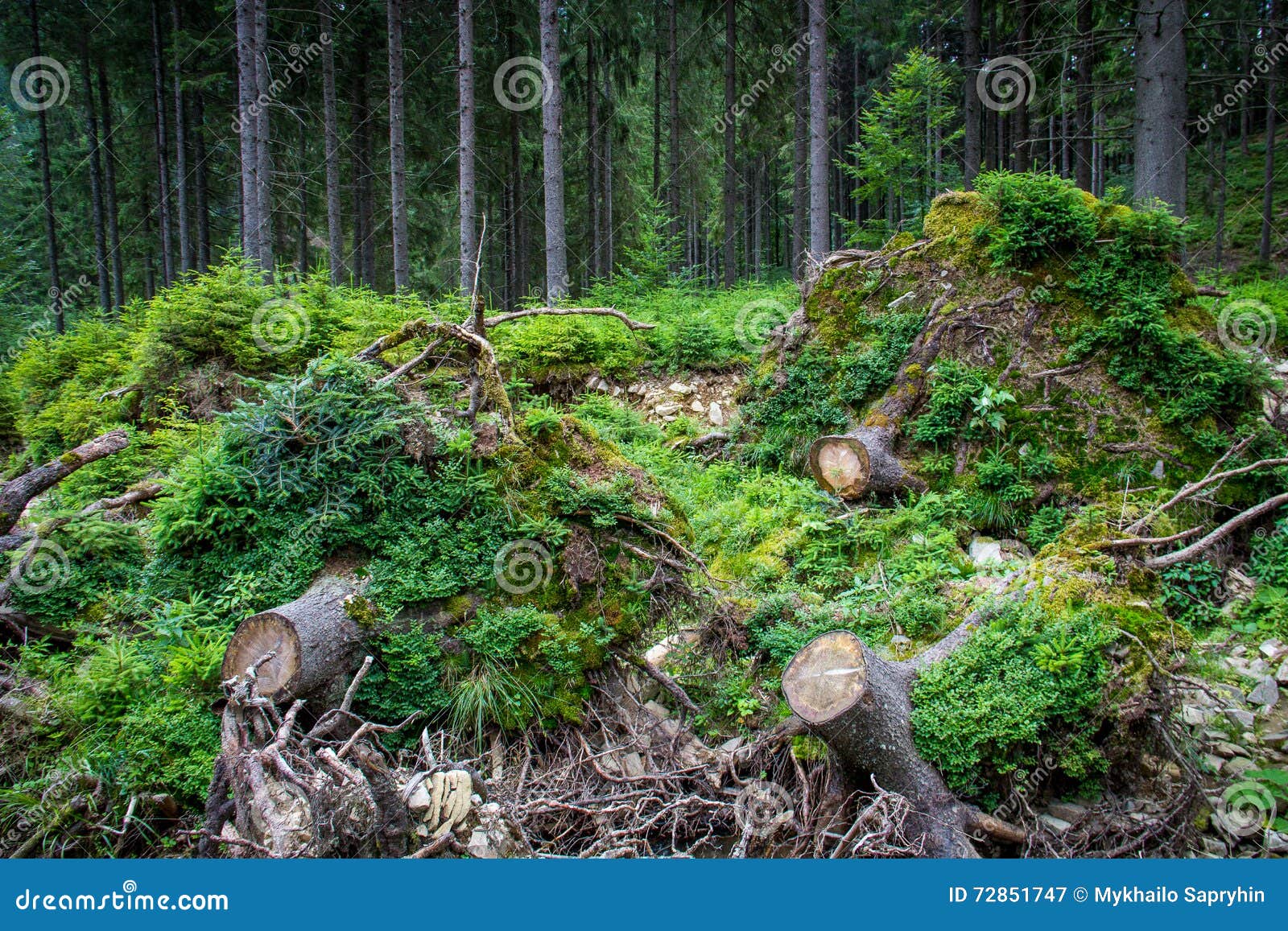 Deep Moss Fores with Plants Stock Image - Image of plants, moisture ...