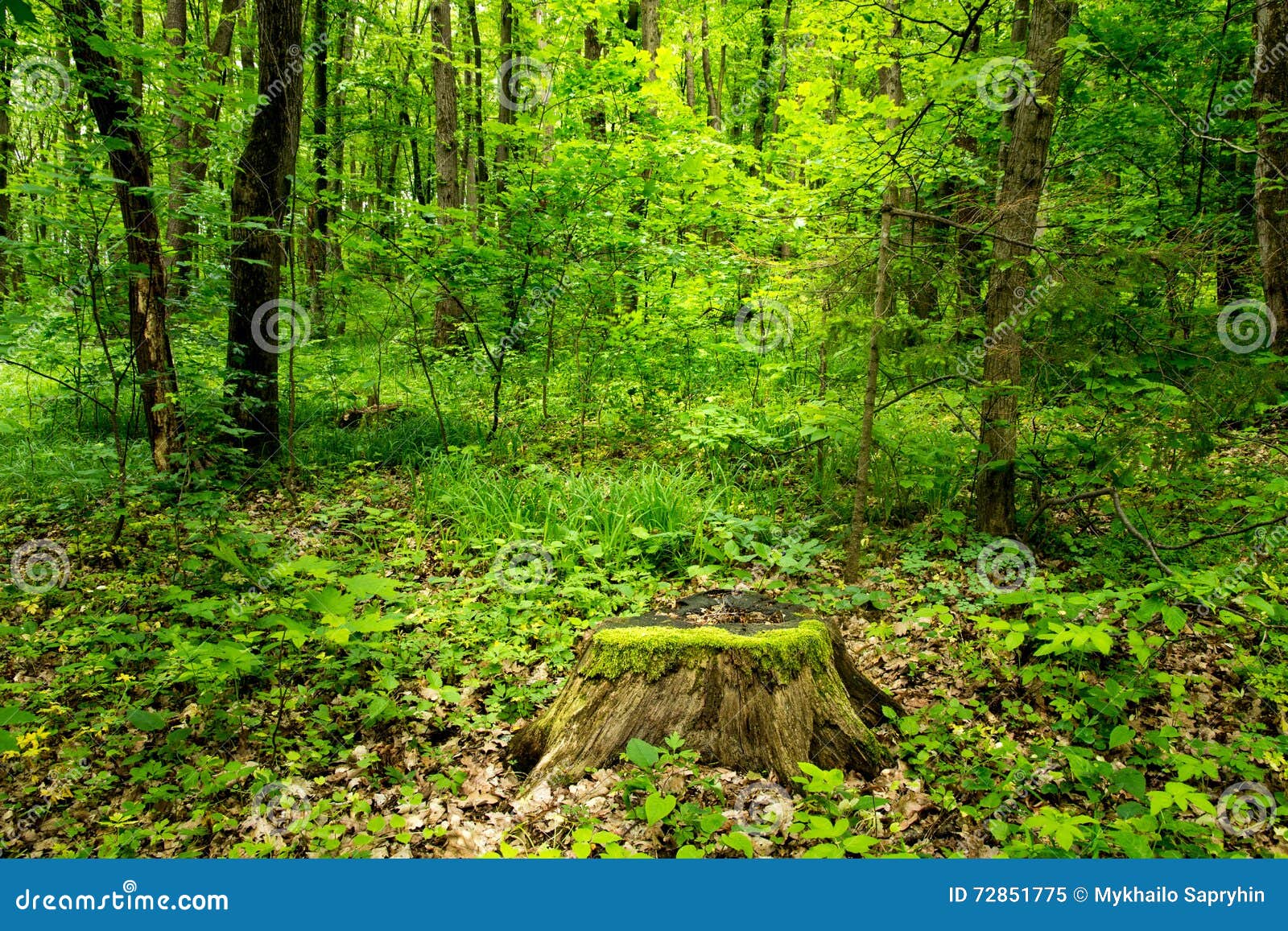 Deep Moss Fores with Plants Stock Image - Image of natural, mushrooms ...