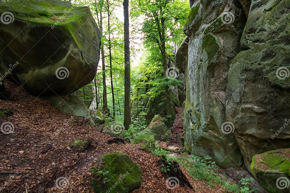 Deep Moss Fores with Plants Stock Image - Image of ground, landscape ...