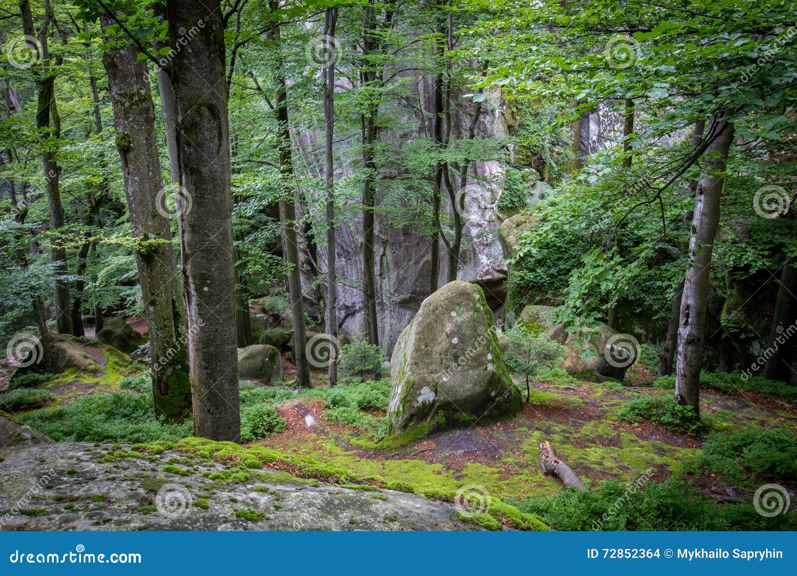 Deep Moss Fores with Plants Stock Photo - Image of earth, mushrooms ...