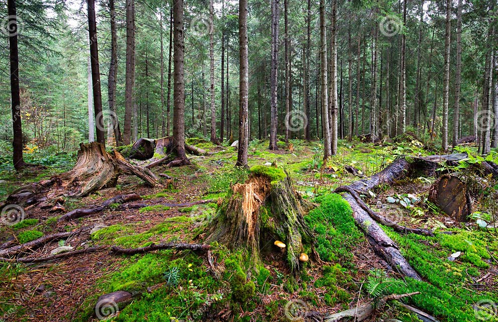 Deep Moss Fores with Plants Stock Photo - Image of rain, mushrooms ...