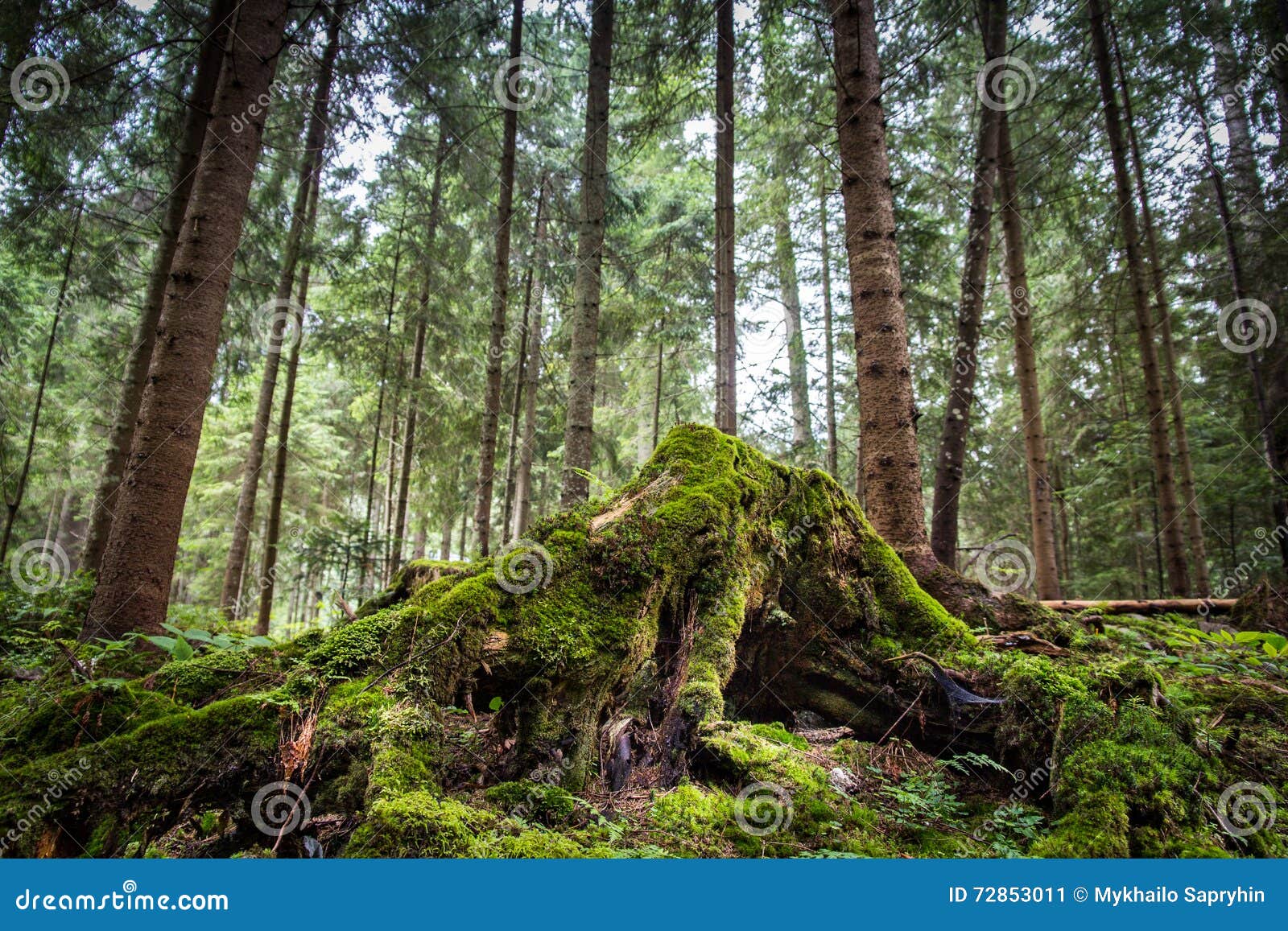 Deep Moss Fores with Plants Stock Image - Image of nature, magical ...