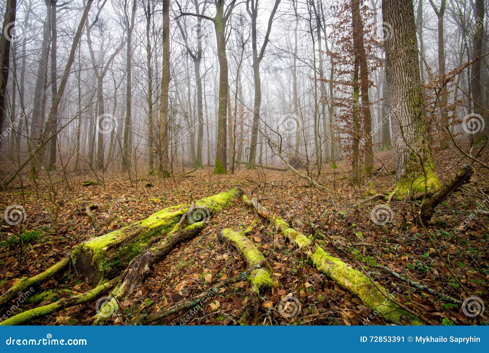 Deep Moss Forest with Plants Stock Image - Image of primeval, plants ...
