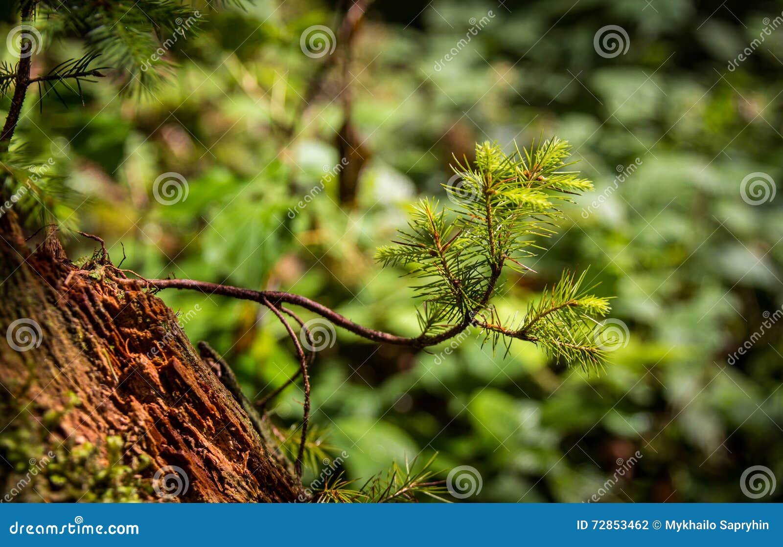 Deep Moss Forest with Plants Stock Photo - Image of scenery, park: 72853462