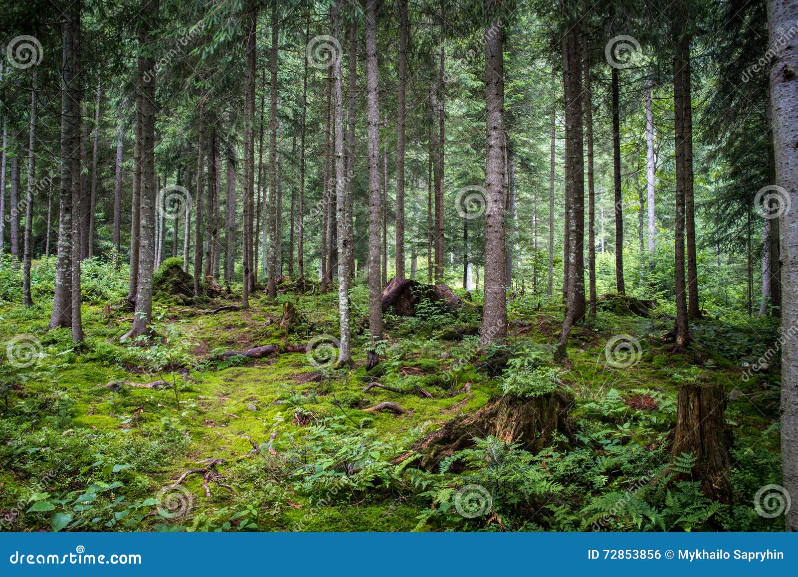 Deep Moss Forest with Plants Stock Photo - Image of summer, plants ...
