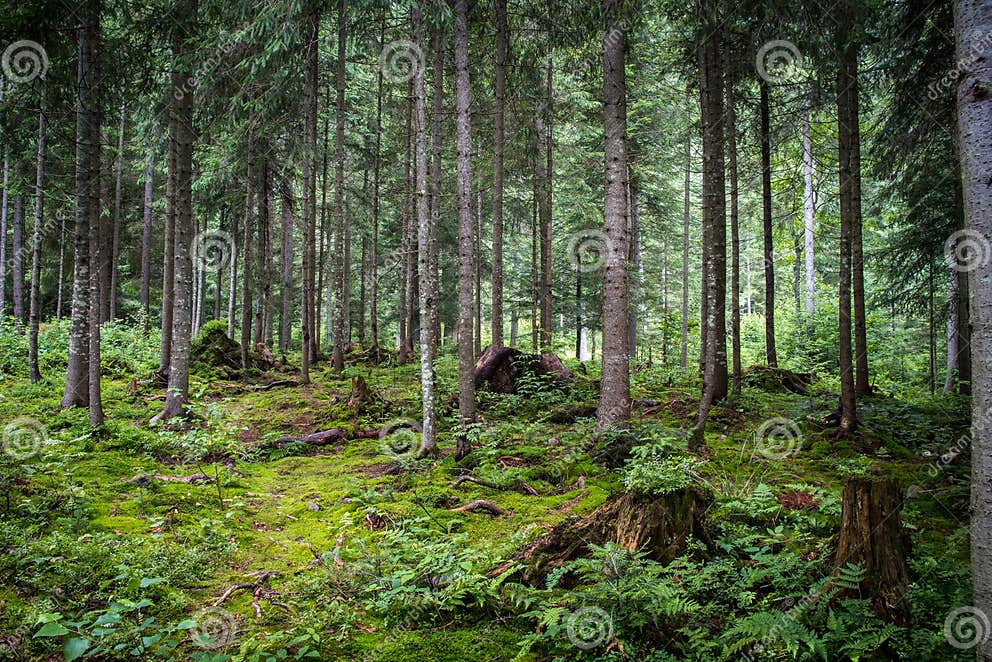 Deep Moss Forest with Plants Stock Photo - Image of summer, plants ...