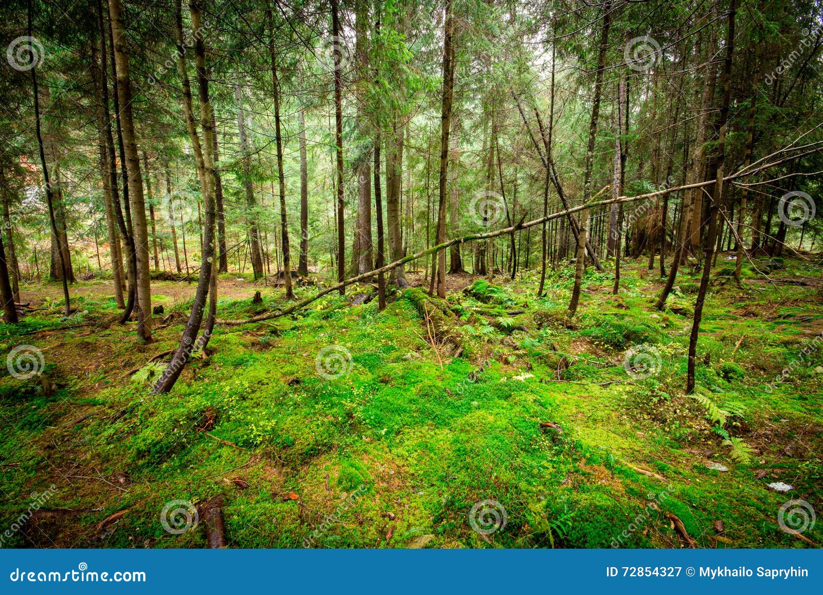 Deep Moss Forest with Plants Stock Image - Image of summer, nature ...