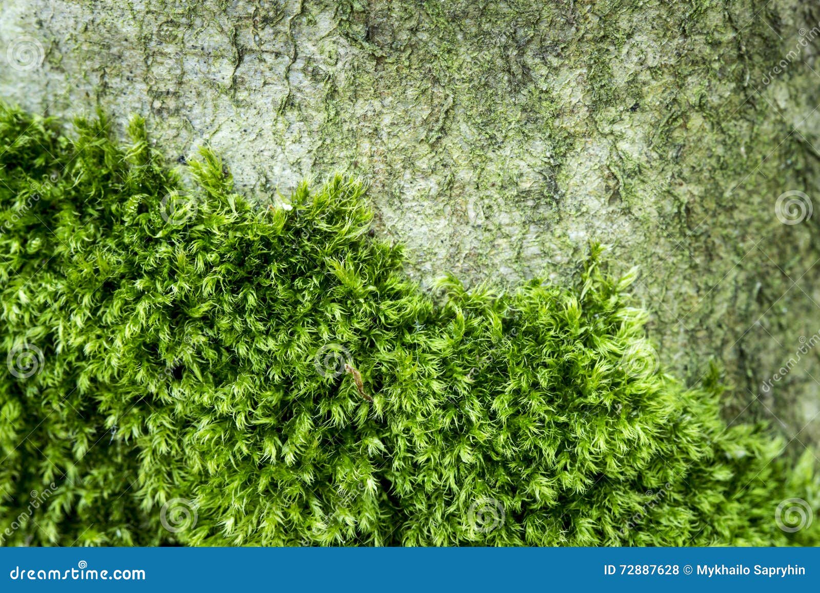 Deep Moss Forest with Plants Stock Photo - Image of plant, park: 72887628