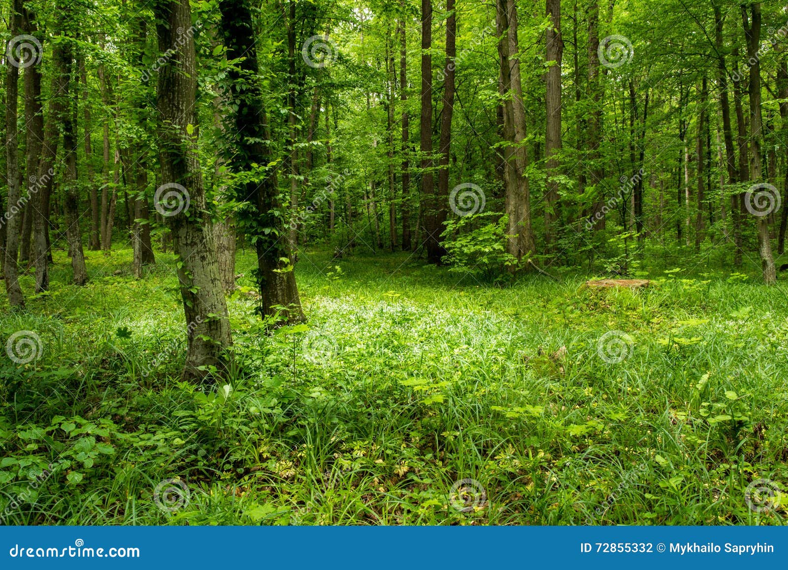 Deep Moss Trees Forest with Grass Stock Photo - Image of park, moisture ...