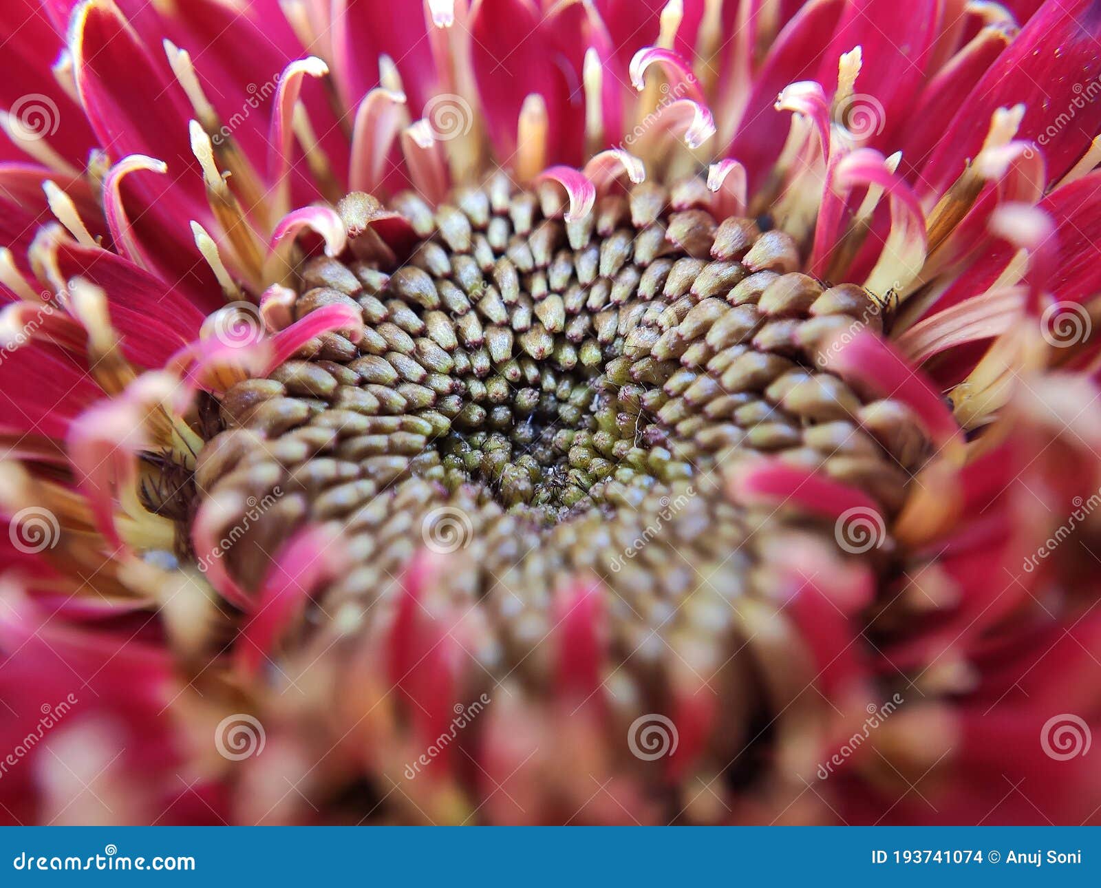 Deep into Natures Intricacy and Beauty Stock Photo - Image of fragrant ...