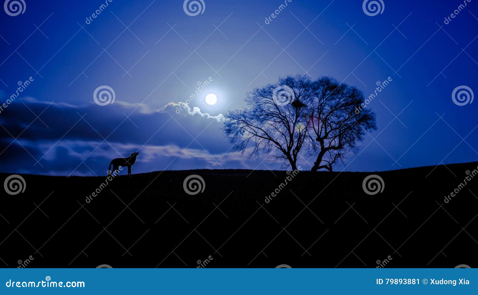 Deep Night Wolf Howl Stock Photos - Free & Royalty-Free Stock Photos ...