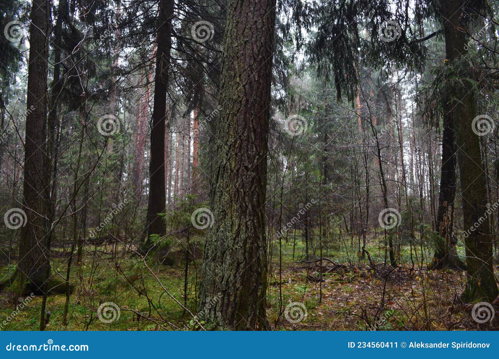Deep in the Northern Coniferous Forest. Stock Image - Image of trunk ...