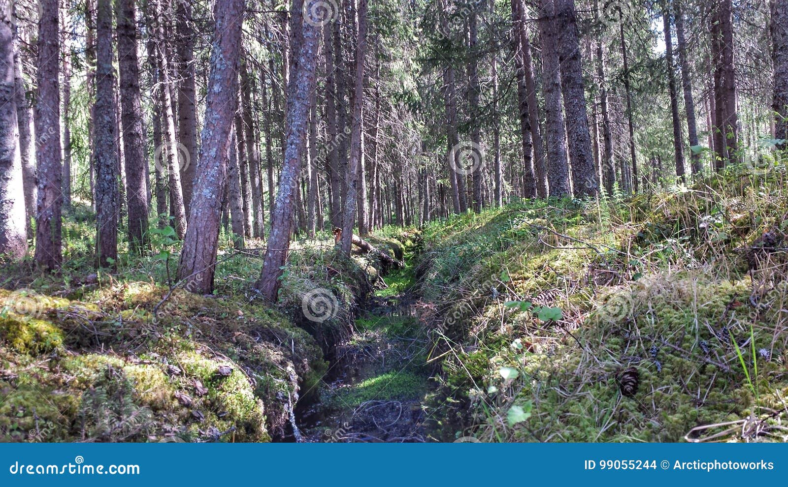 Deep Old Pine Tree Forest Background Stock Photo - Image of background ...