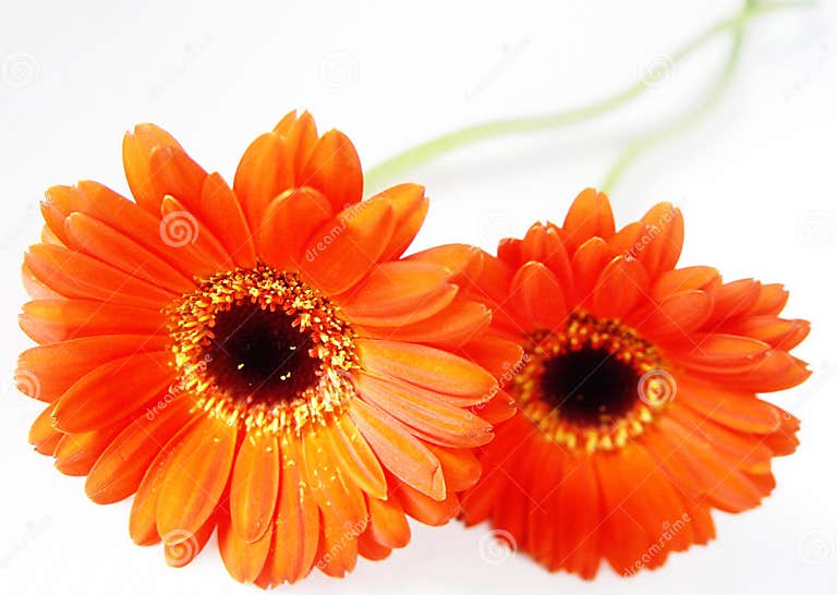 Deep orange stock image. Image of gerberas, plant, blossom - 10283