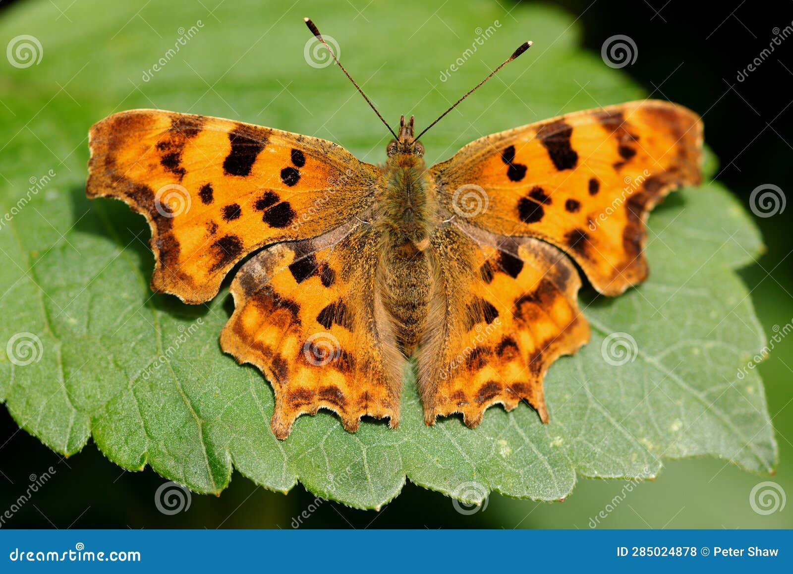 Comma Buttefly in July, 2023. Stock Photo - Image of flower, yellow ...