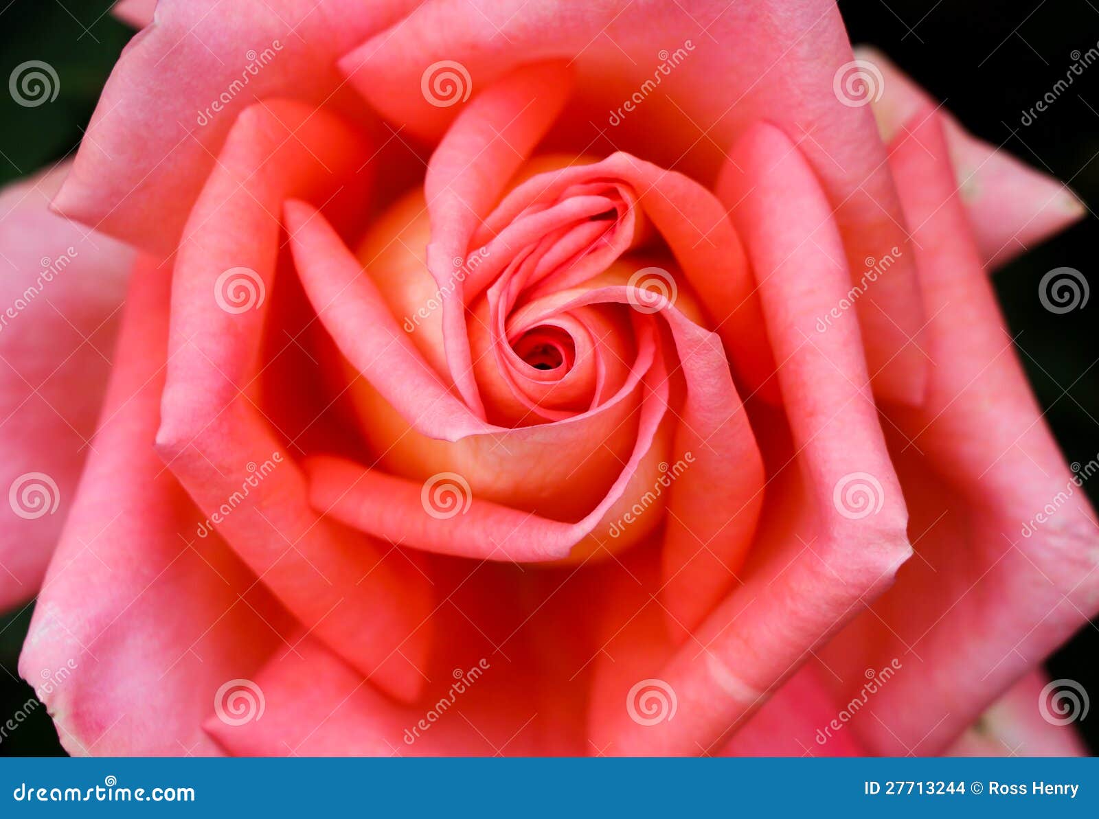 Deep Orange Rose stock photo. Image of soft, flower, undo - 27713244