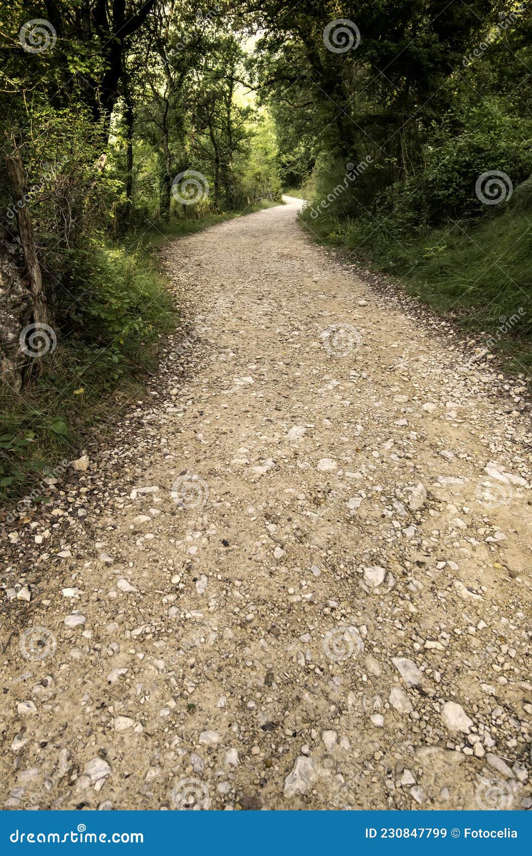 Deep path in the forest stock image. Image of mystery - 230847799