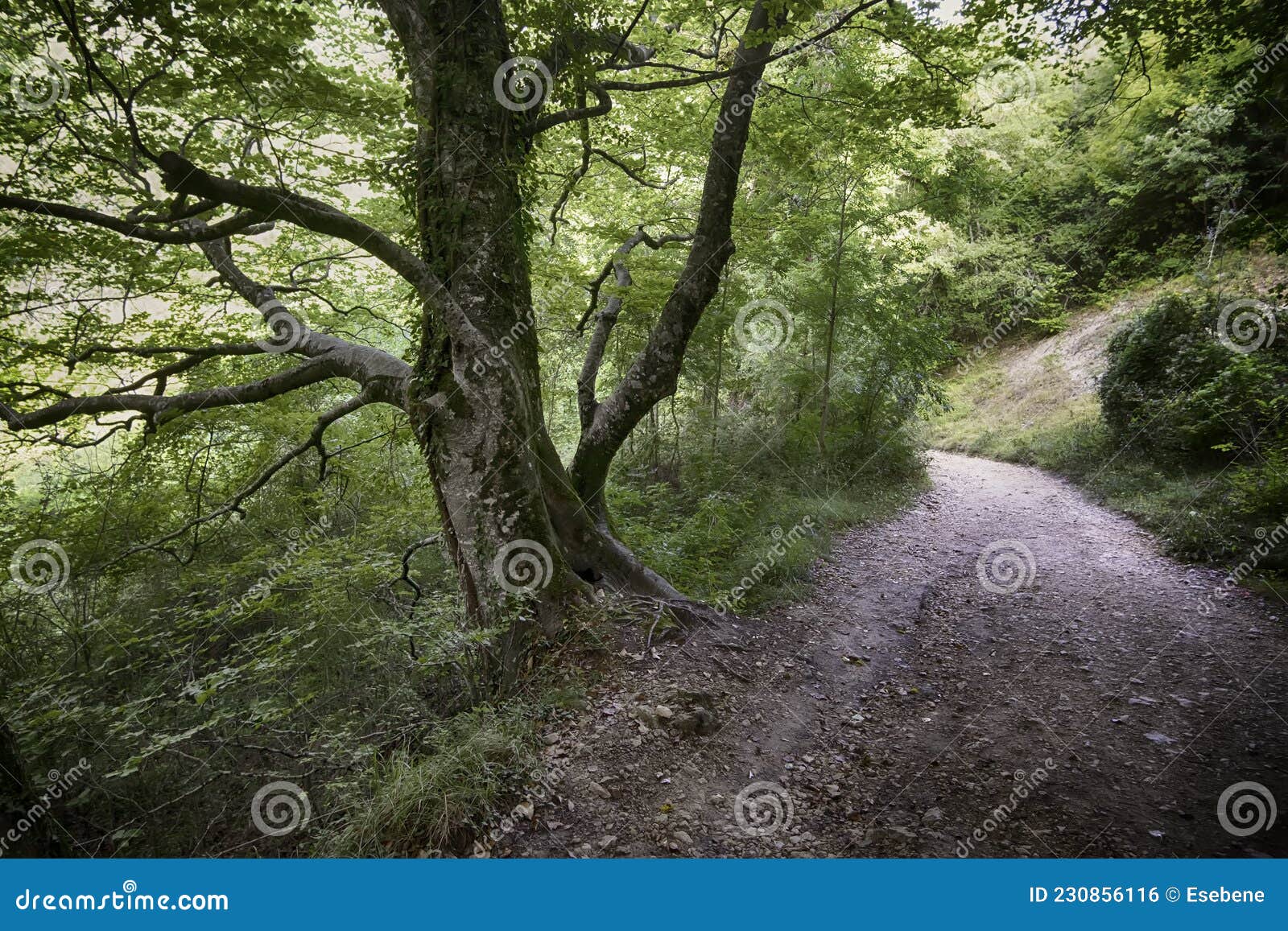 Deep path in the forest stock photo. Image of season - 230856116