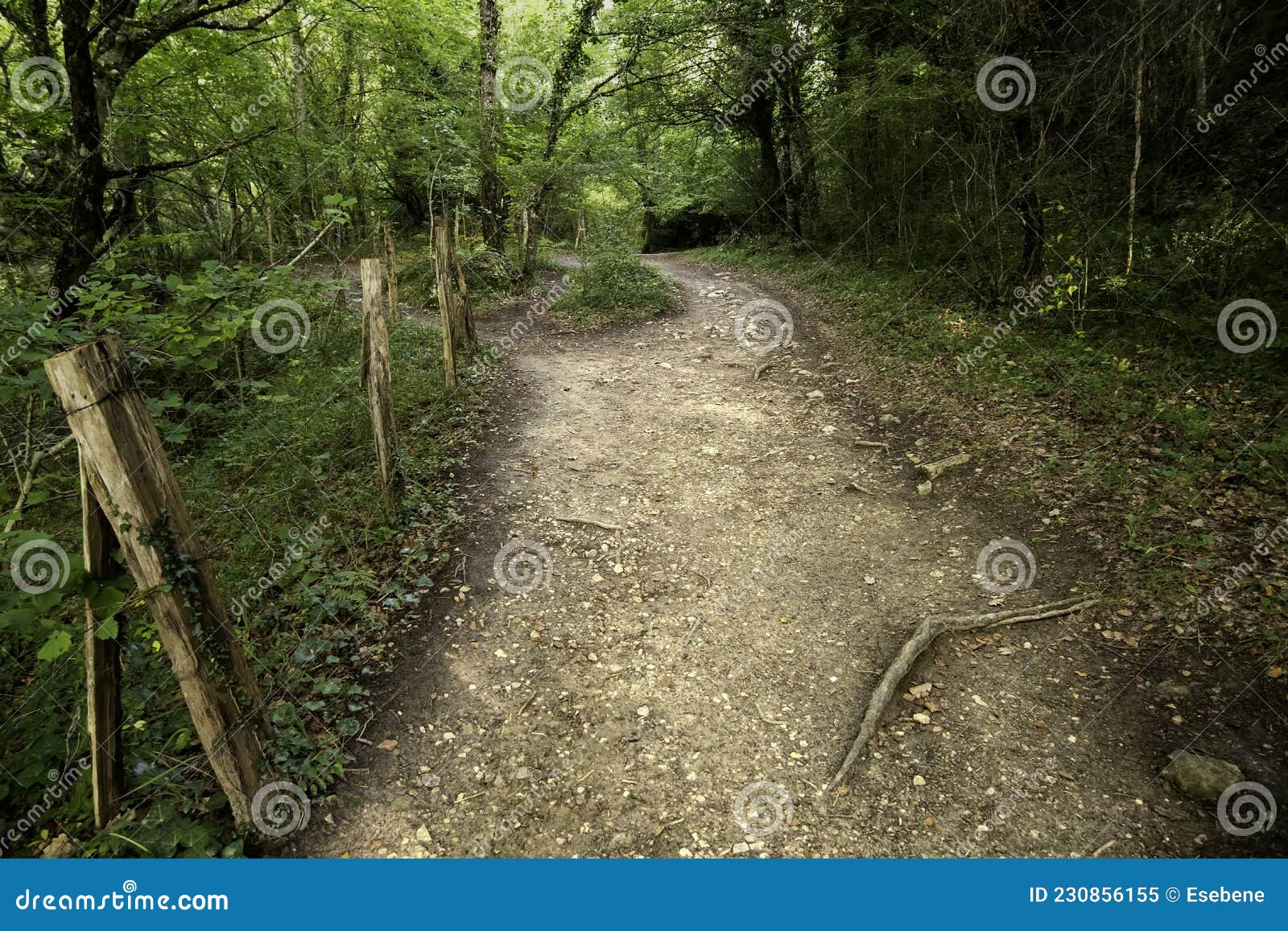 Deep path in the forest stock image. Image of season - 230856155