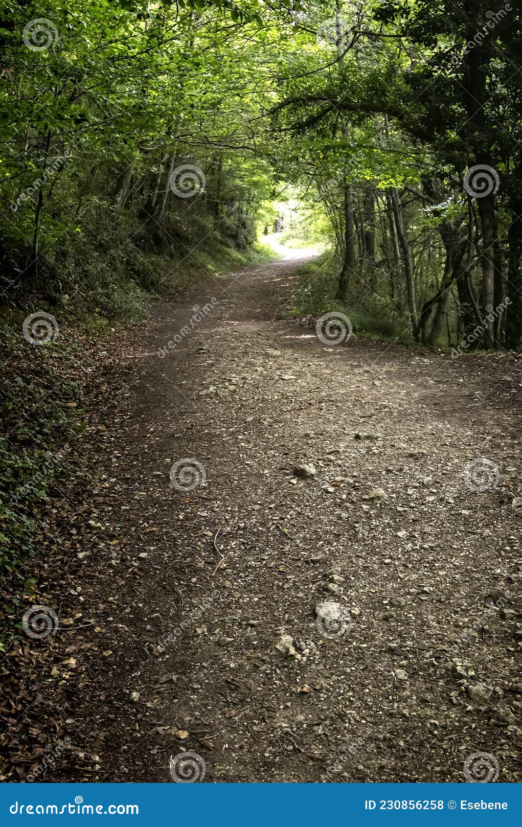 Deep path in the forest stock photo. Image of season - 230856258