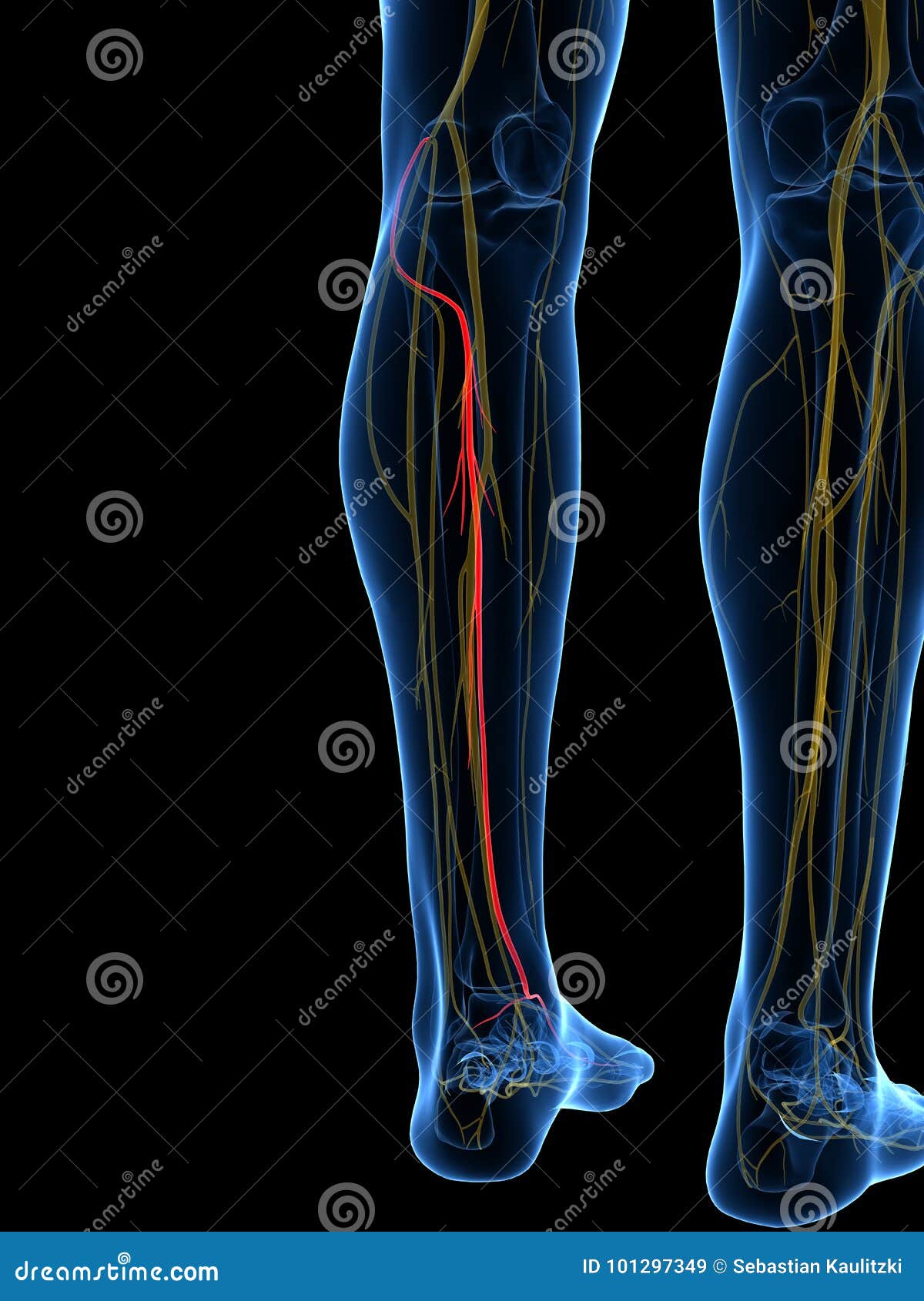 Deep Peroneal Nerve