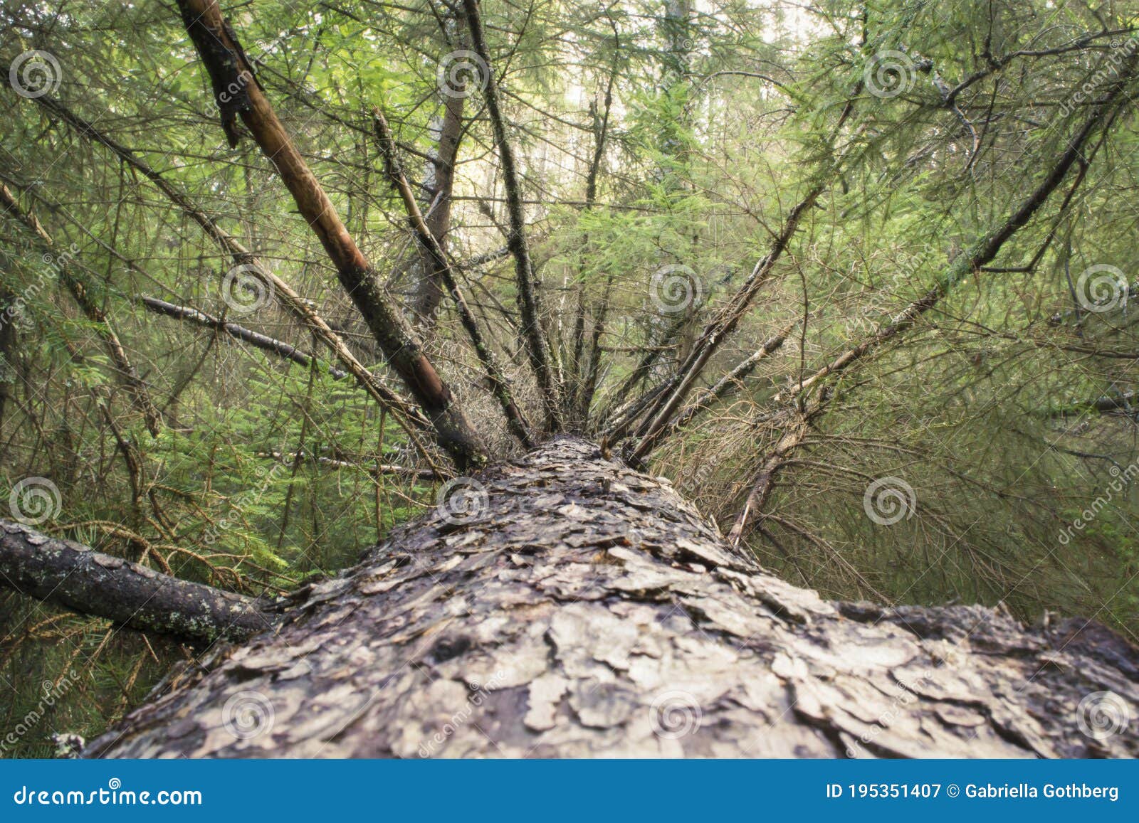 Deep Perspective of Fallen Tree in Misty Forest. Stock Image - Image of ...